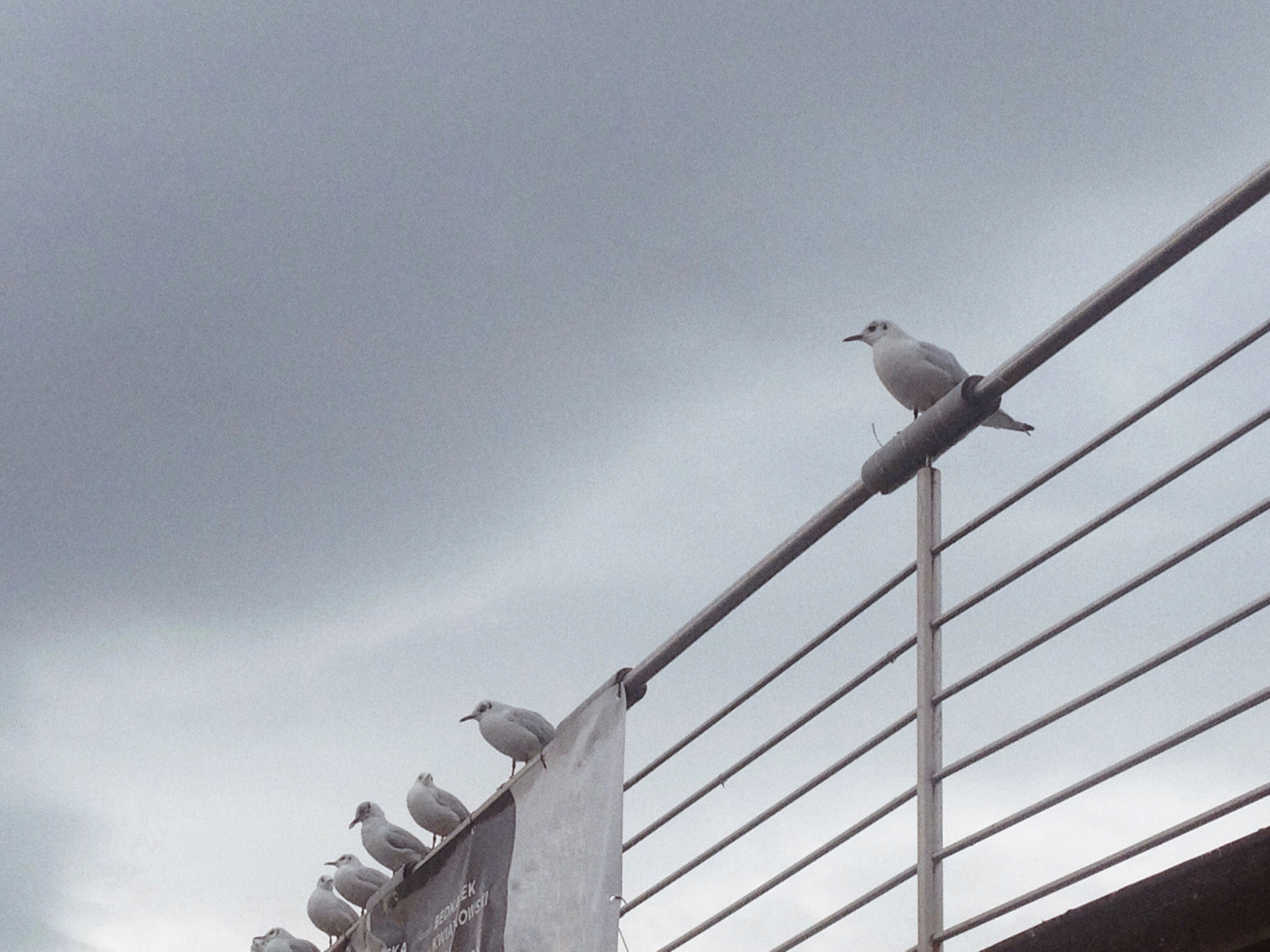 Seagulls perched on a railing under a cloudy sky, showcasing their natural behavior and interaction with urban environments.