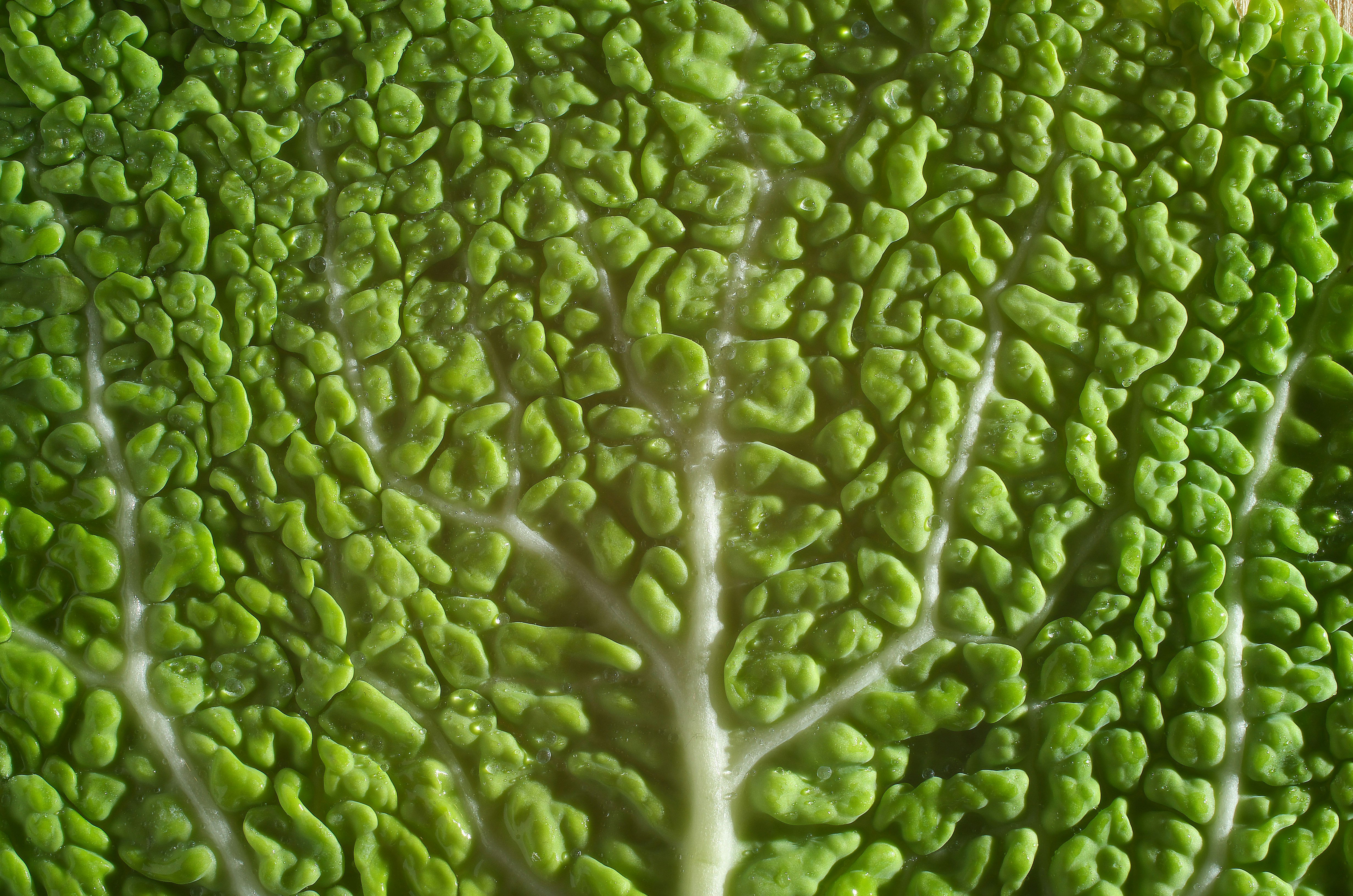 Close-up of a vibrant green cabbage leaf showcasing its intricate vein patterns and textures.