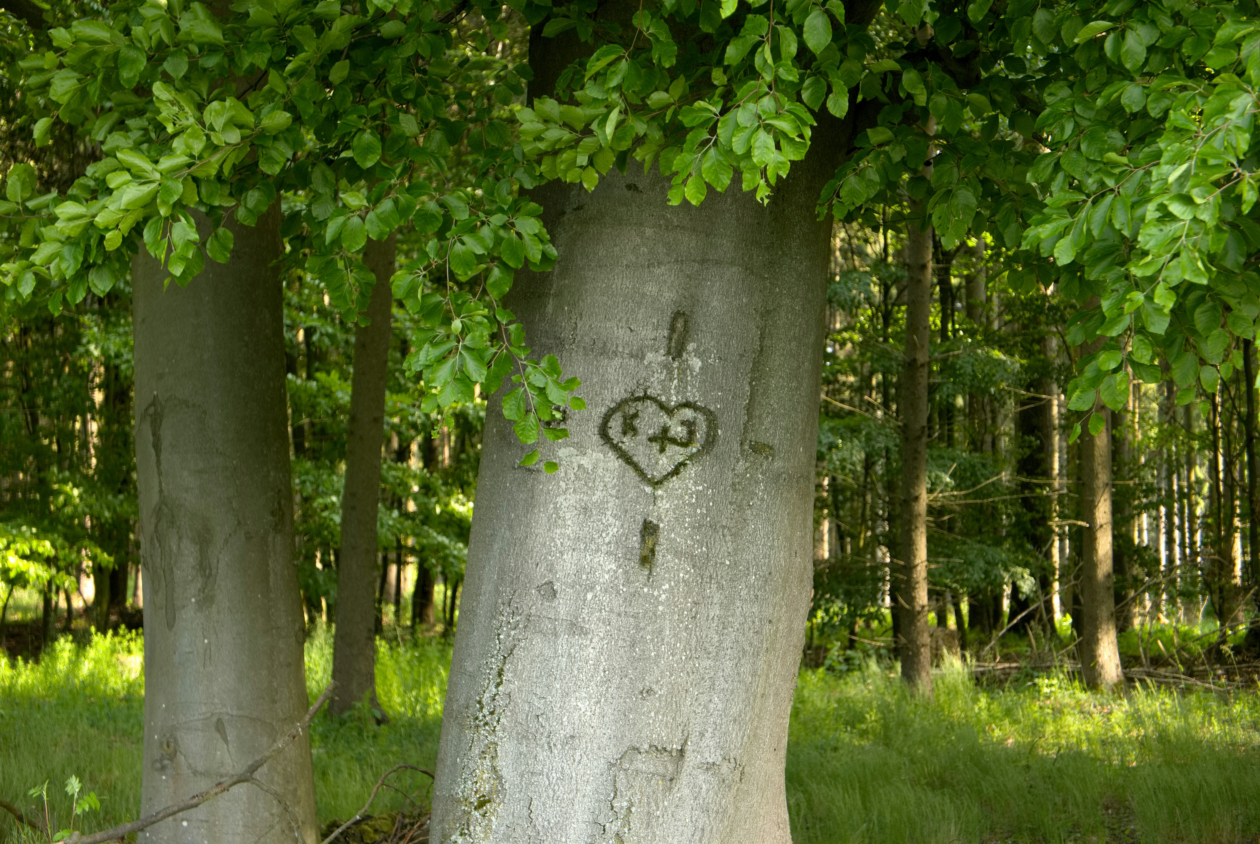 Carved Heart on a Forest Trunk: a Quiet Moment Among Green