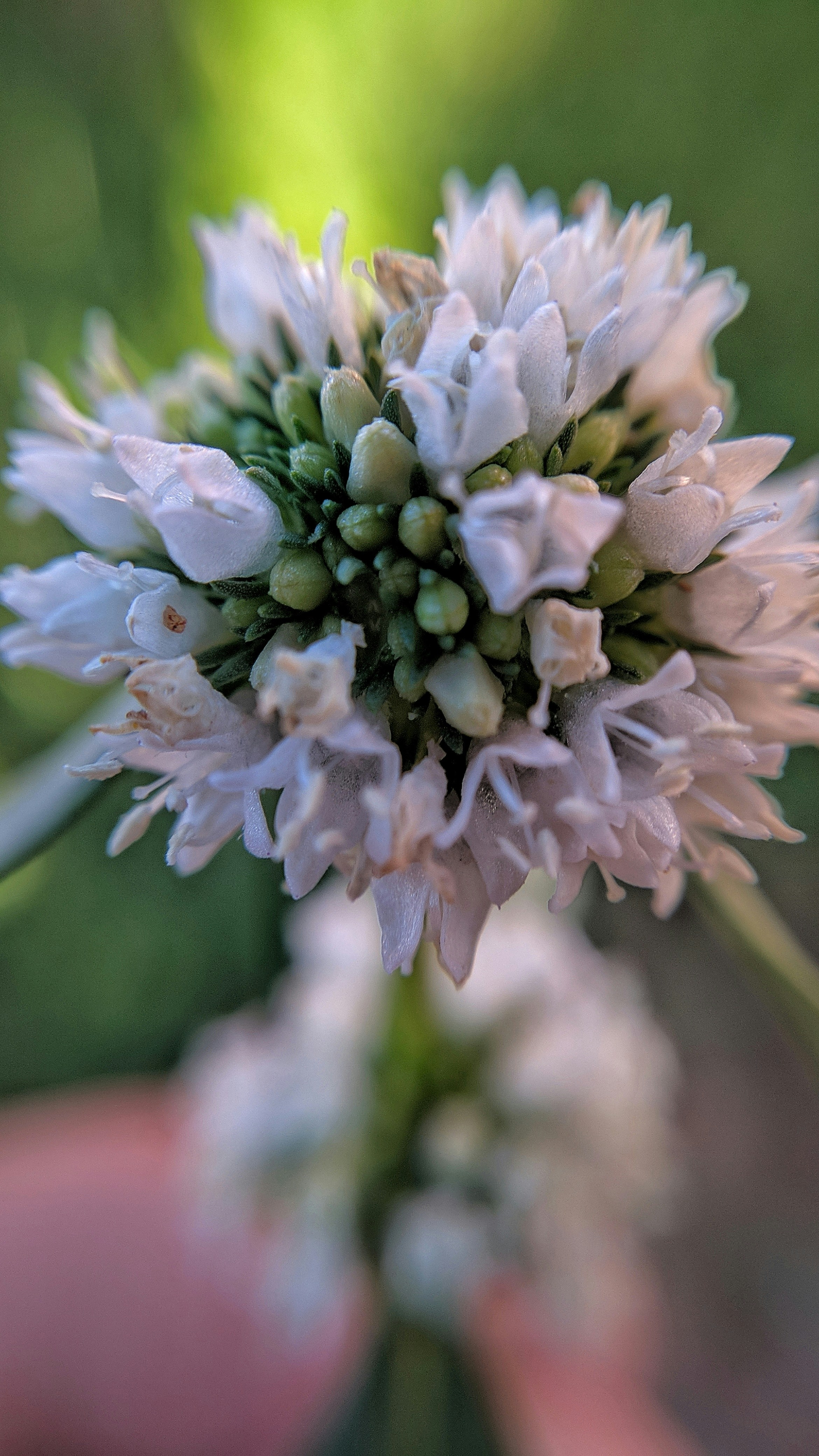 Macro Bloom: Ivory Petals and a Verdant Core in Soft Garden Light