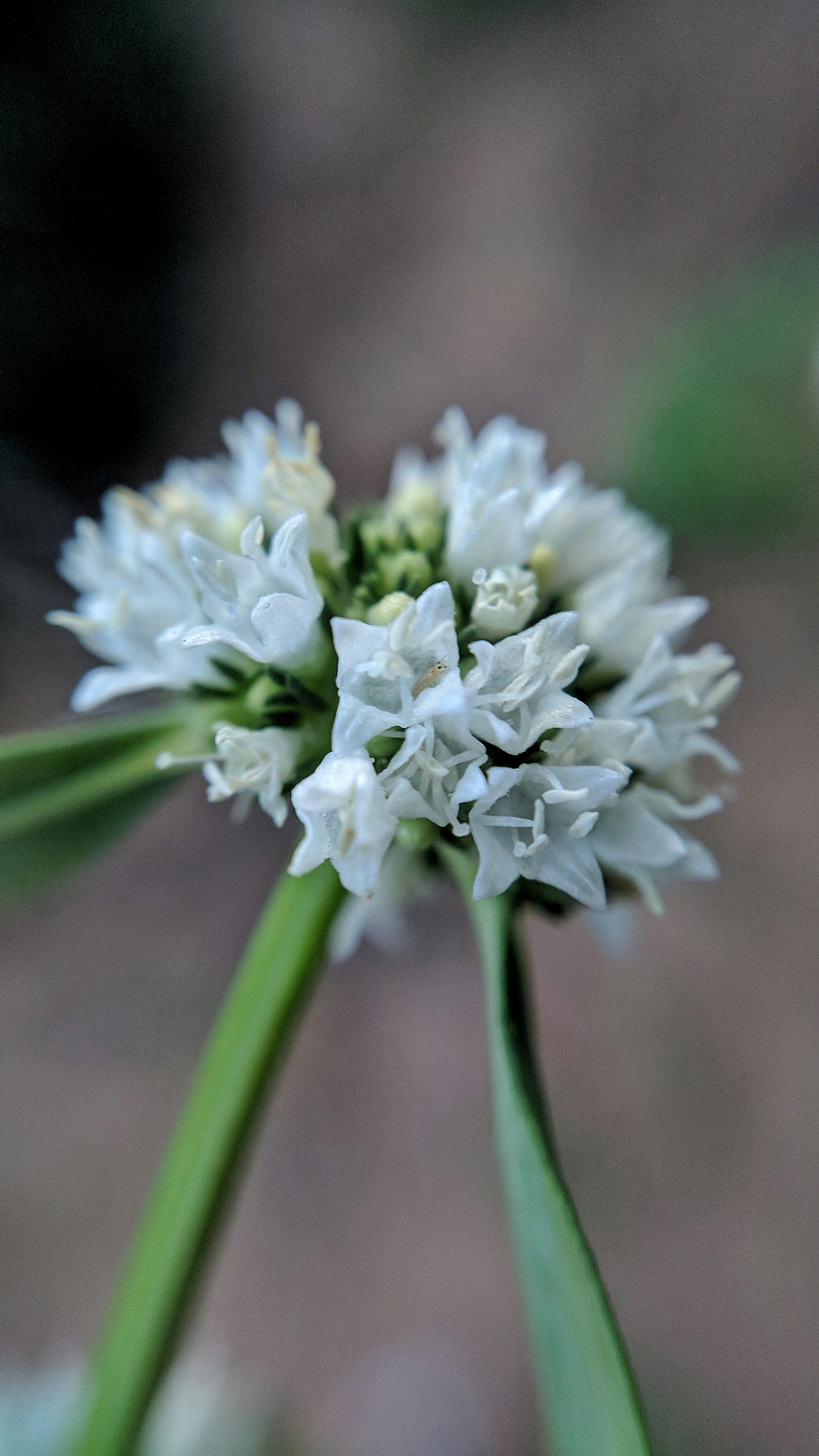 Cluster of white flowers with long green leaves, captured in soft focus against a blurred background.