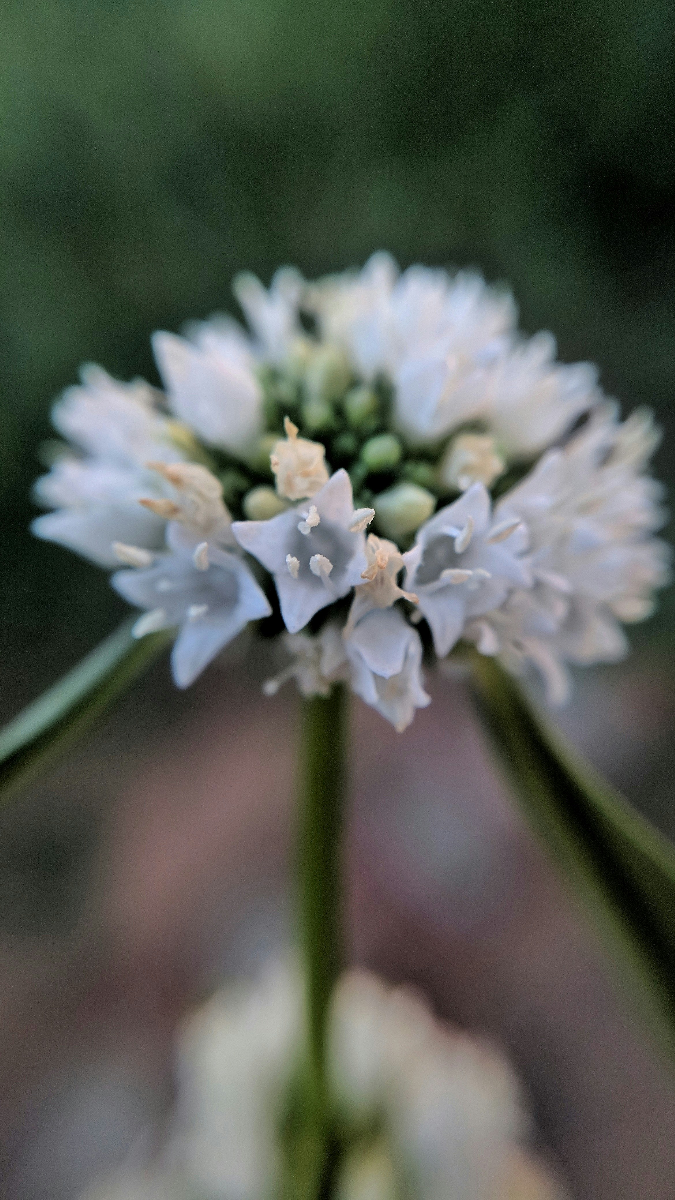 Close-Up Bloom: A Soft-Focused White Allium Under Morning Light