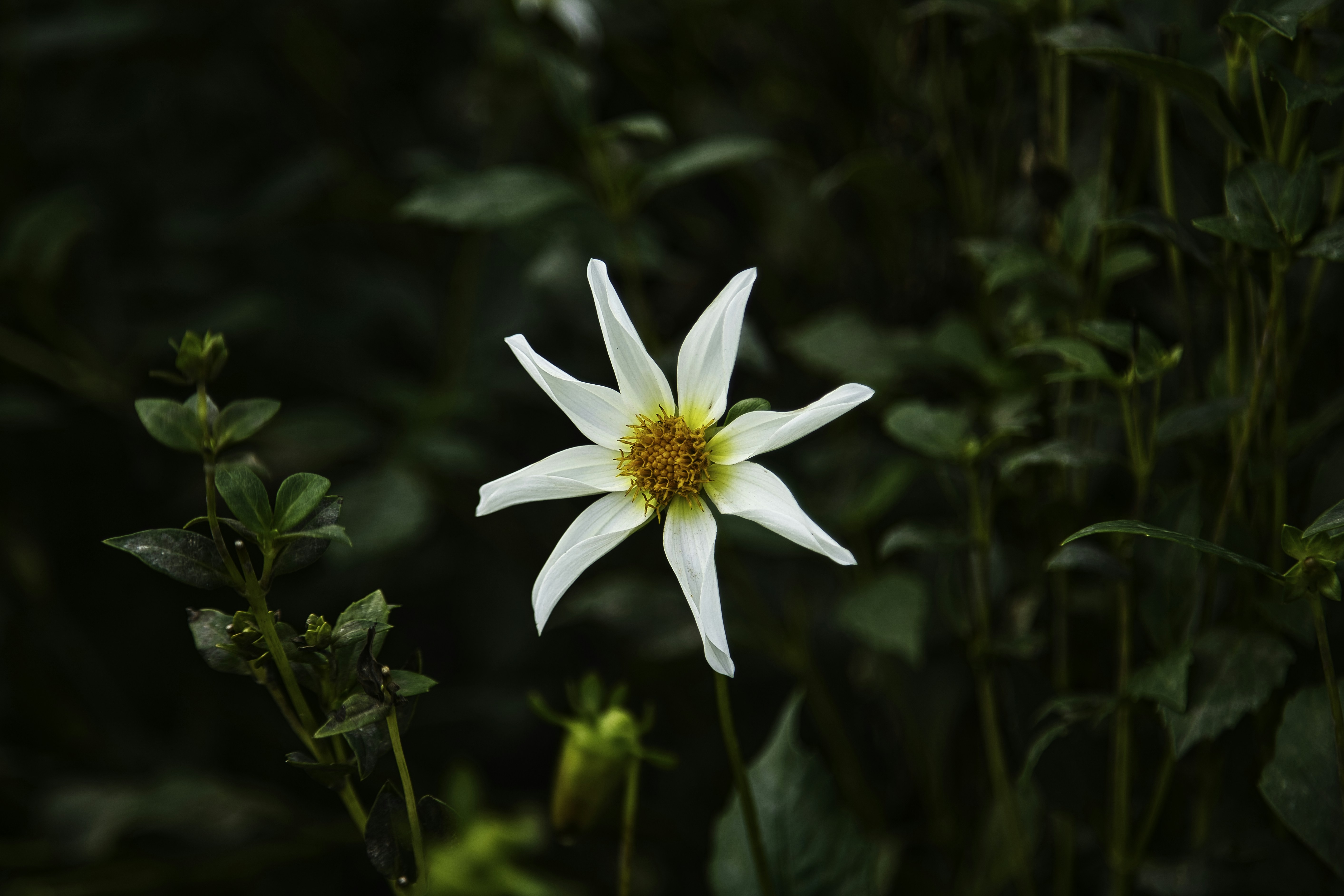 TC Conner (@tcfromky) | Unsplash Photo Community