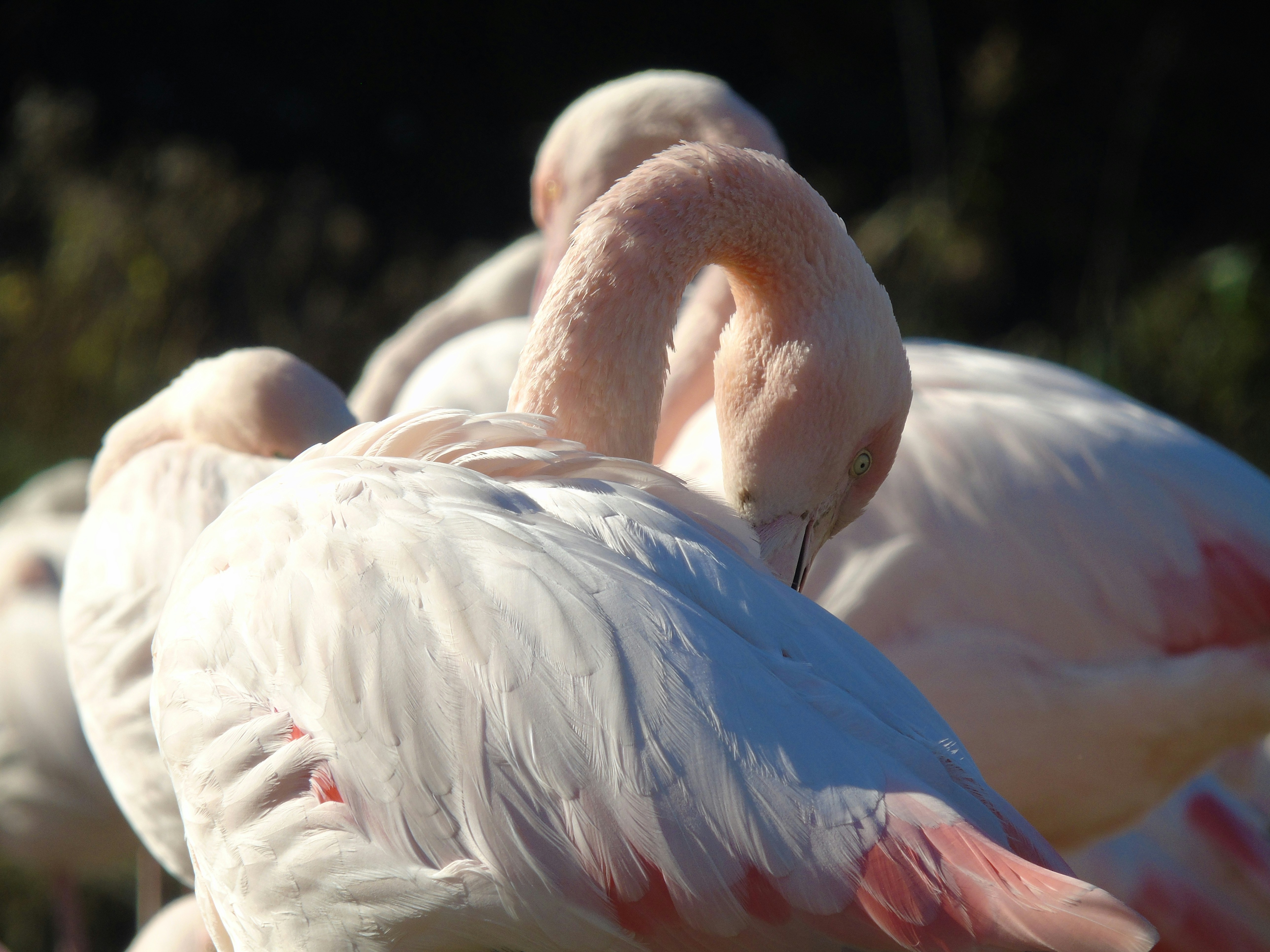 Softly lit photograph of several white flamingos, their curved necks forming an elegant arc.