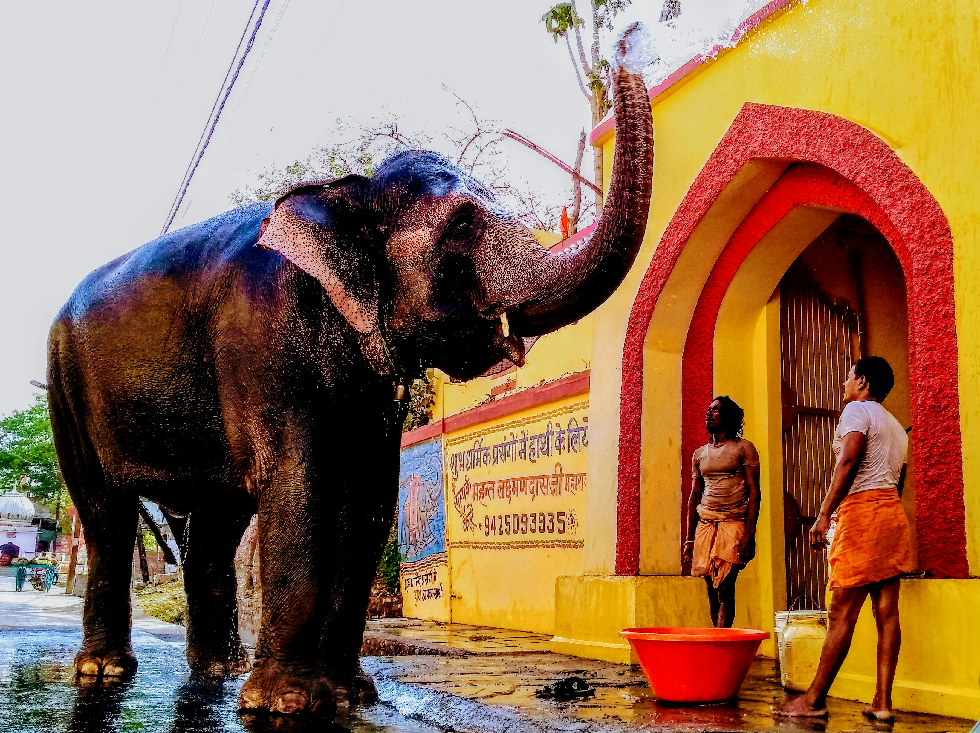 Water-Soaked Trunk Encounter at a Sunny Temple Entrance