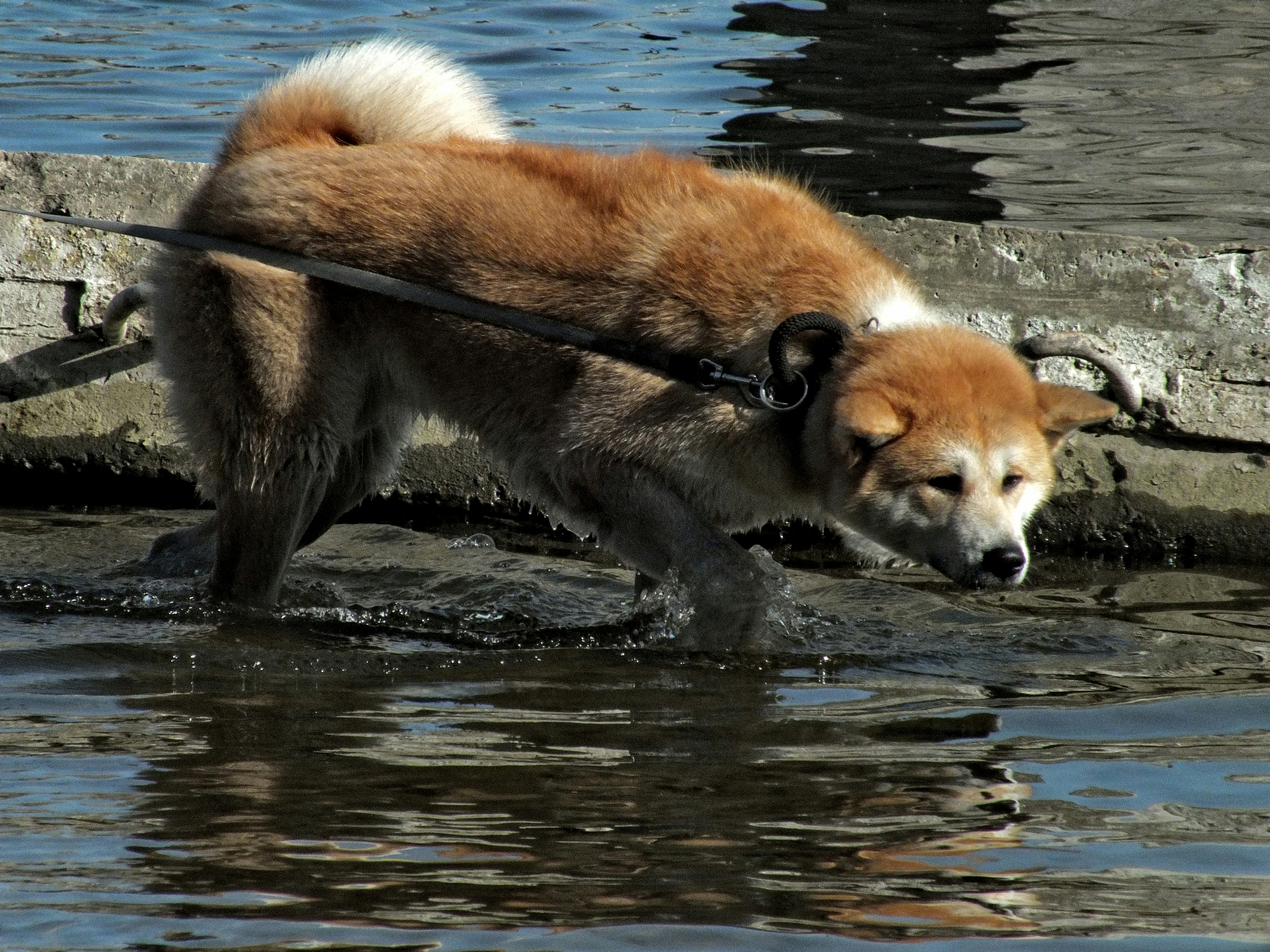 Brown dog cautiously stepping into a reflective shallow stream.