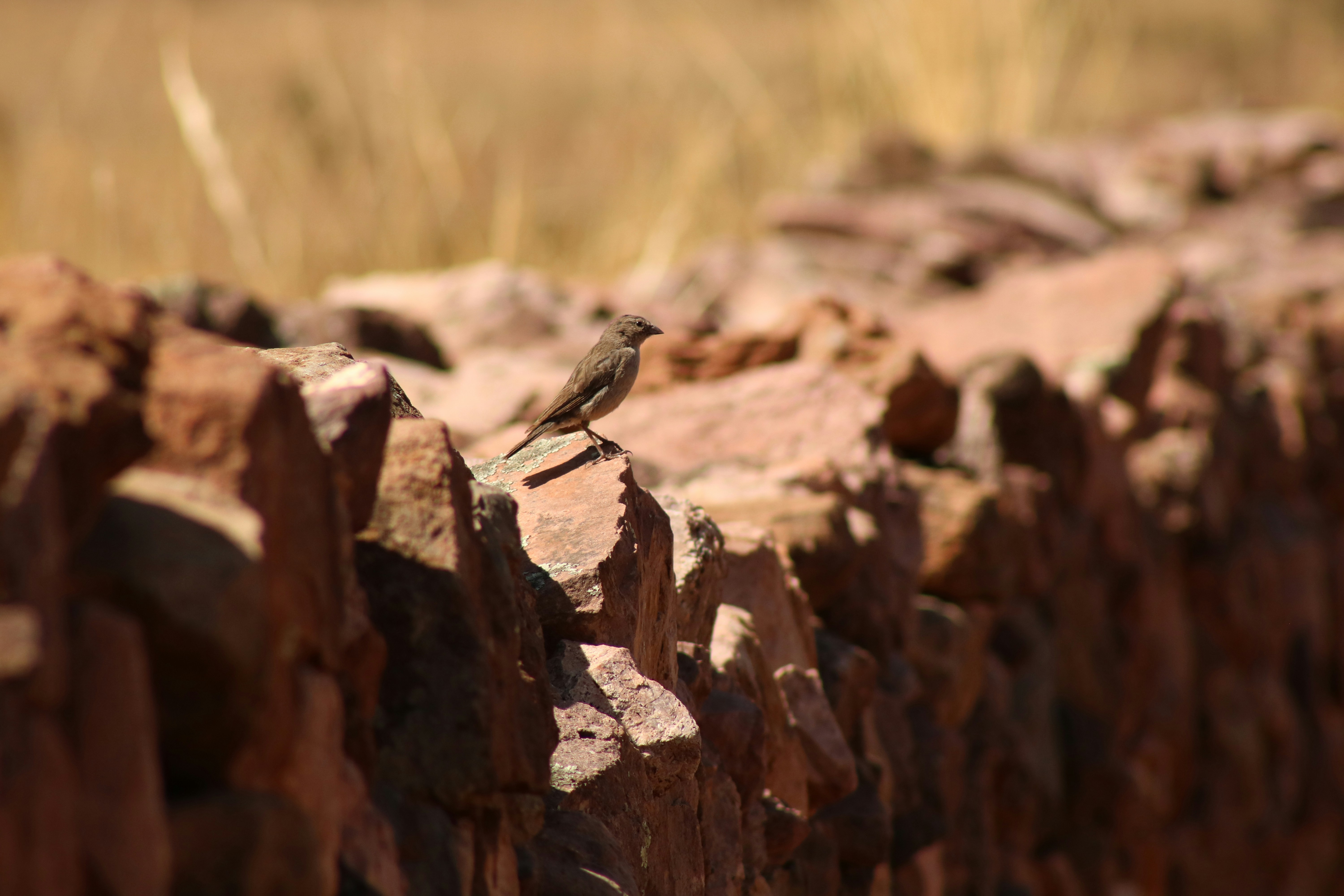 Bird on a sunlit stone wall amid arid hillside