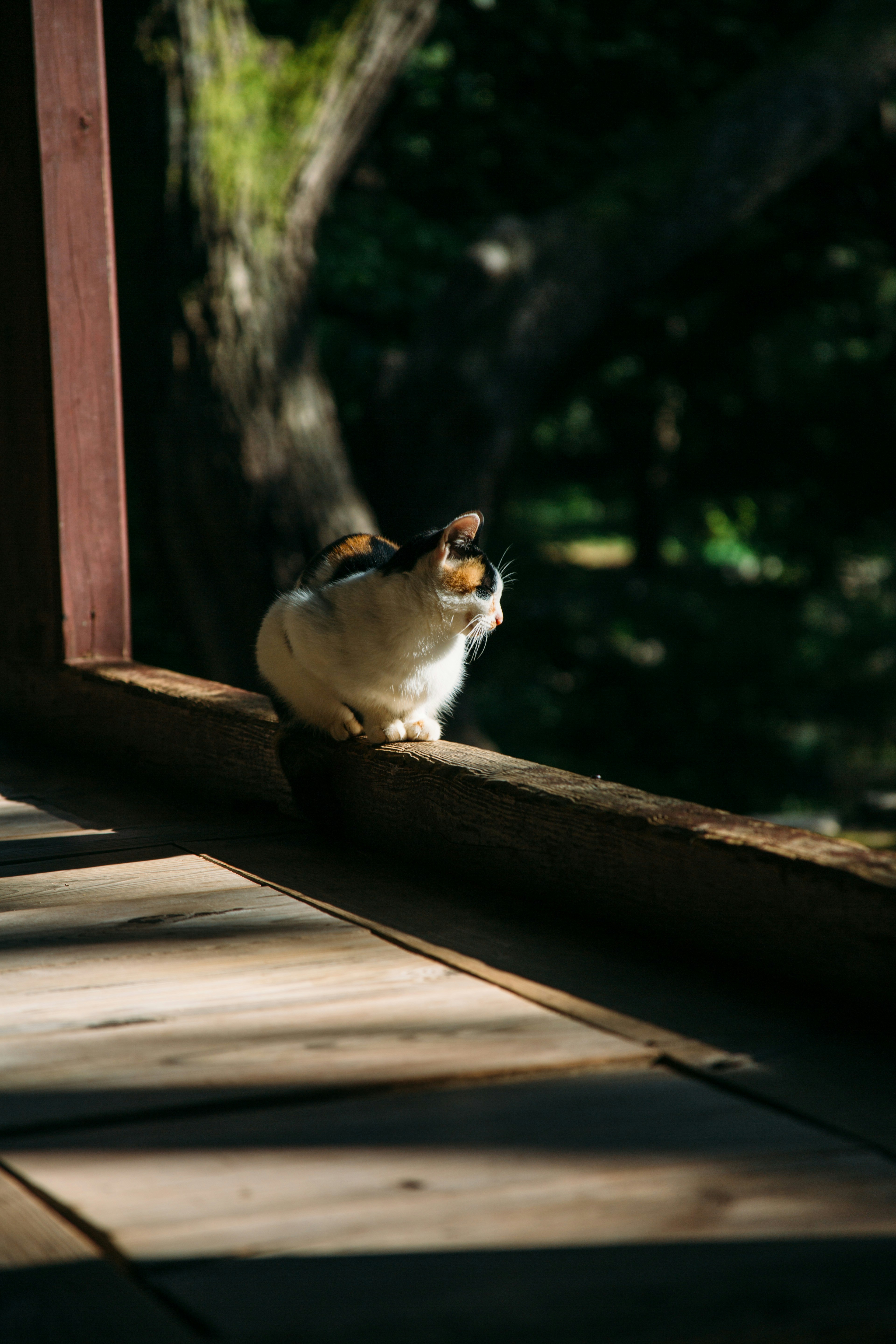 Calico cat prawn lying on wooden surface photo – Free Cat Image on Unsplash