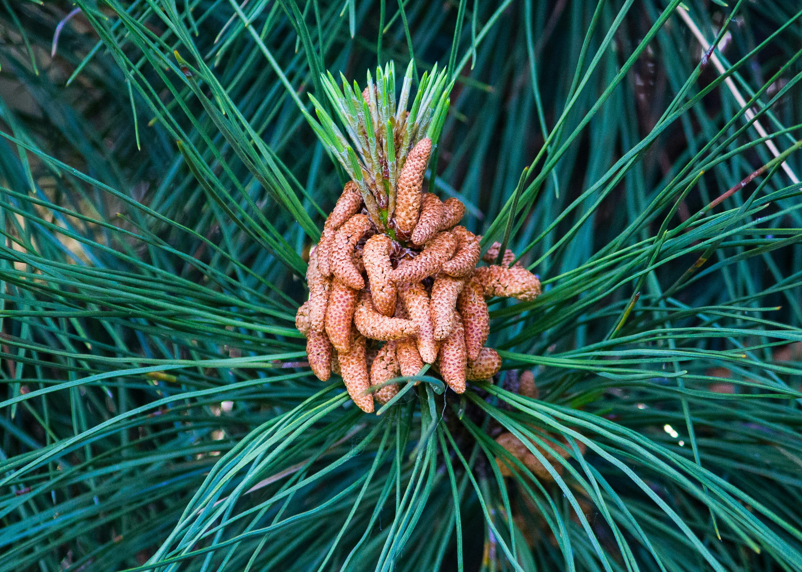 A dense cluster of pine cones surrounded by vibrant green pine needles, showcasing the intricate textures and patterns of nature.