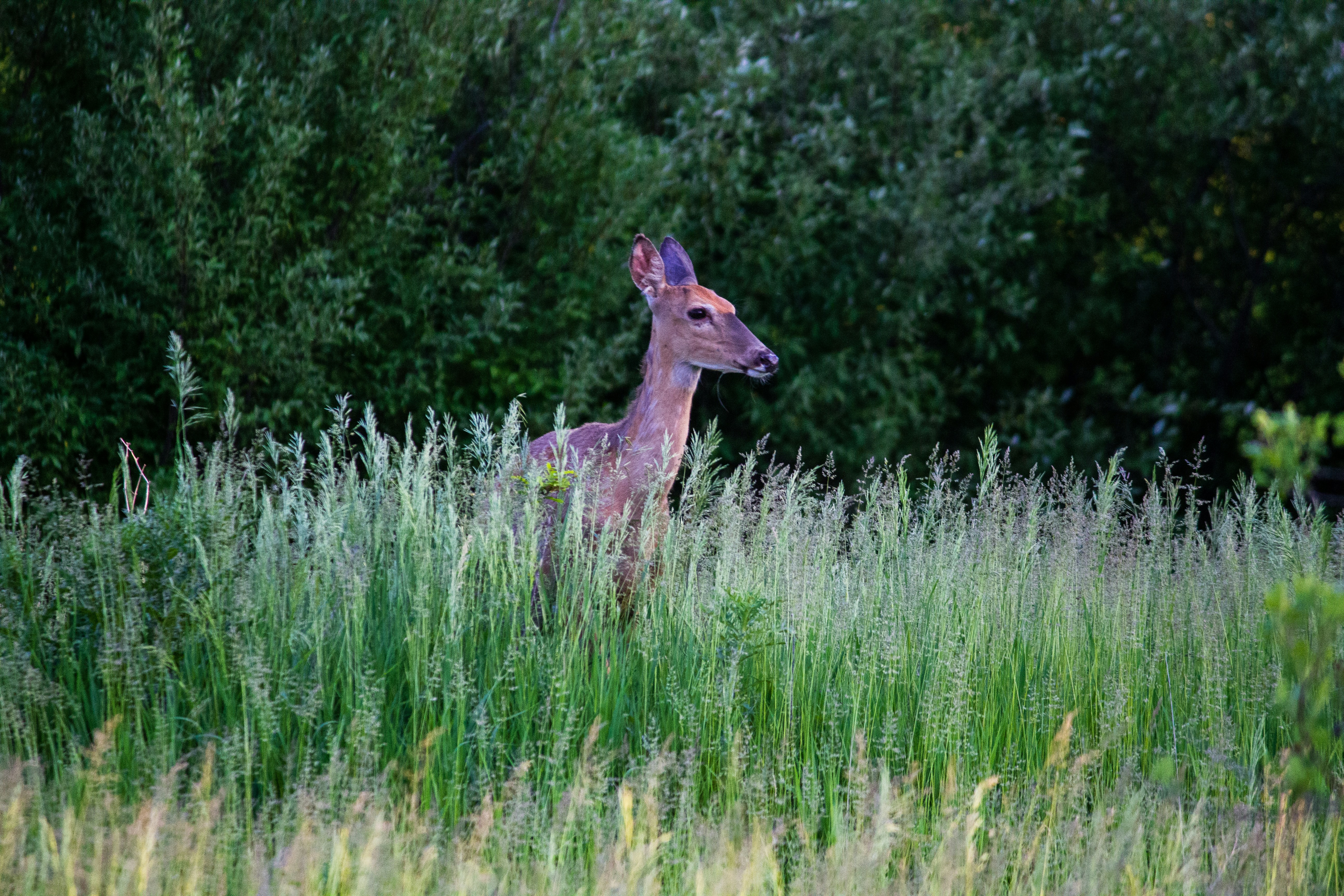 Edgewatch Deer: A Quiet Sentinel at the Meadow's Edge