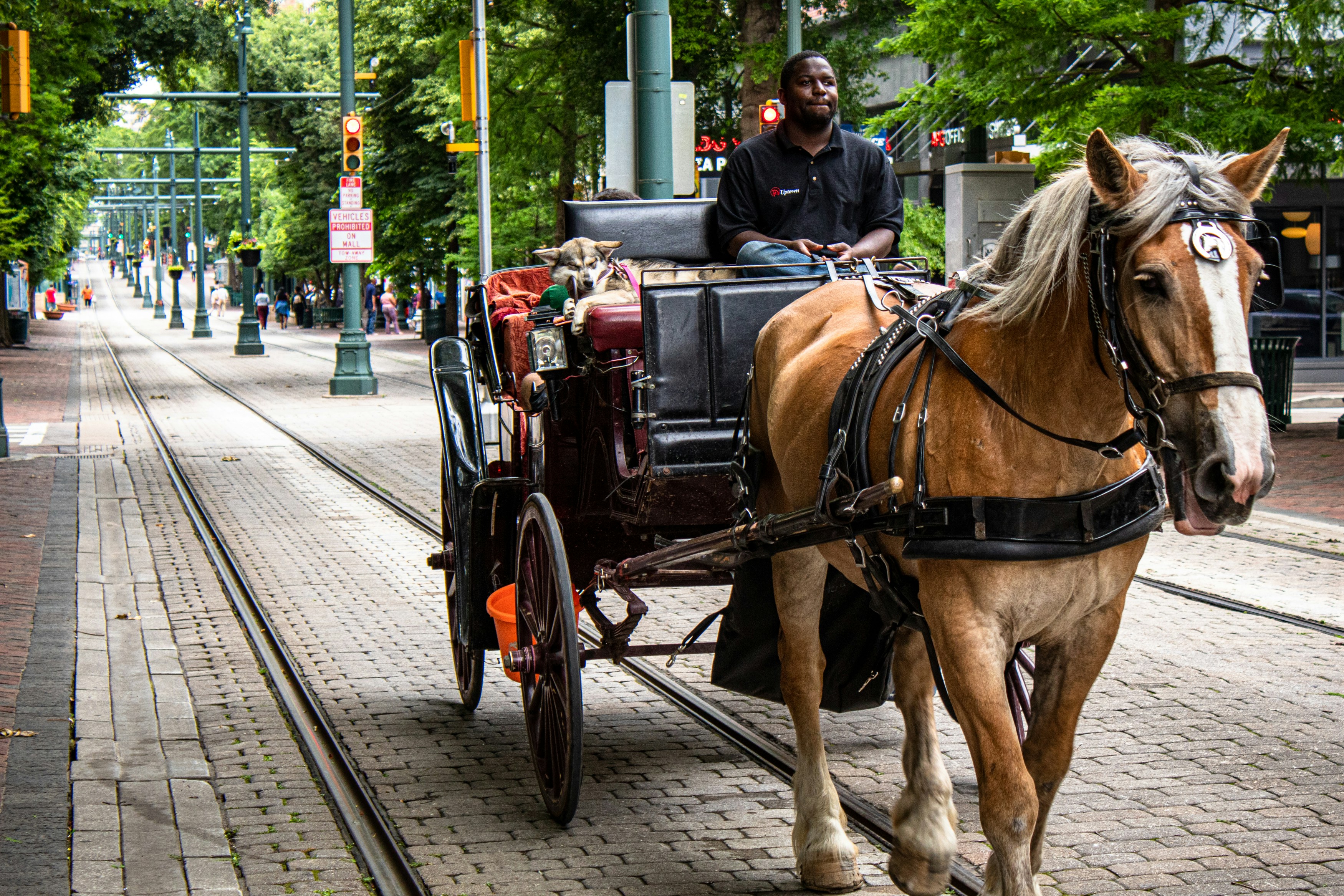 Horse-drawn carriage traversing a city street, with a driver guiding the horse along the tram tracks. Lush greenery lines the background.