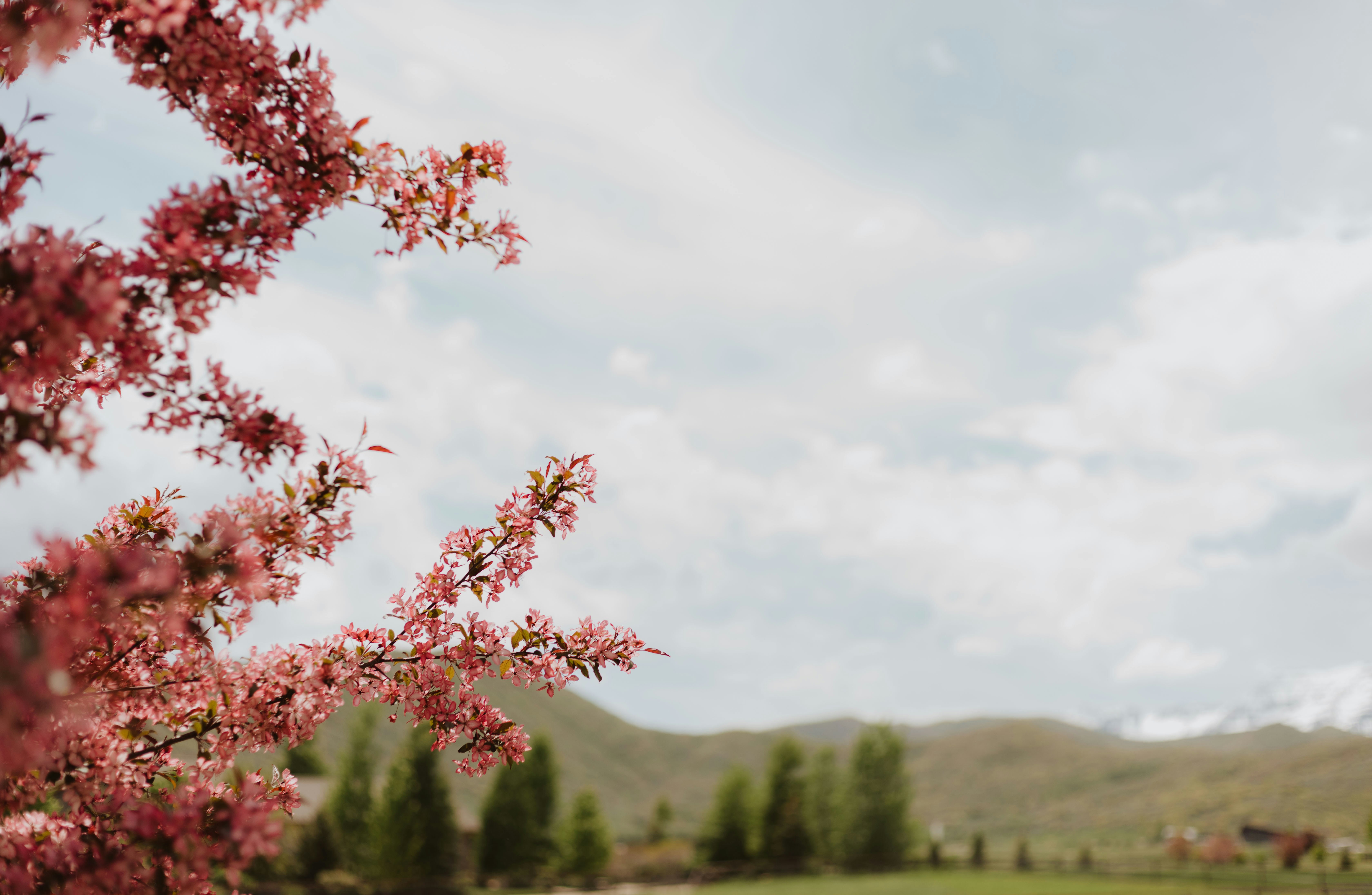 pink cherry blossoms near green open field under blue skies