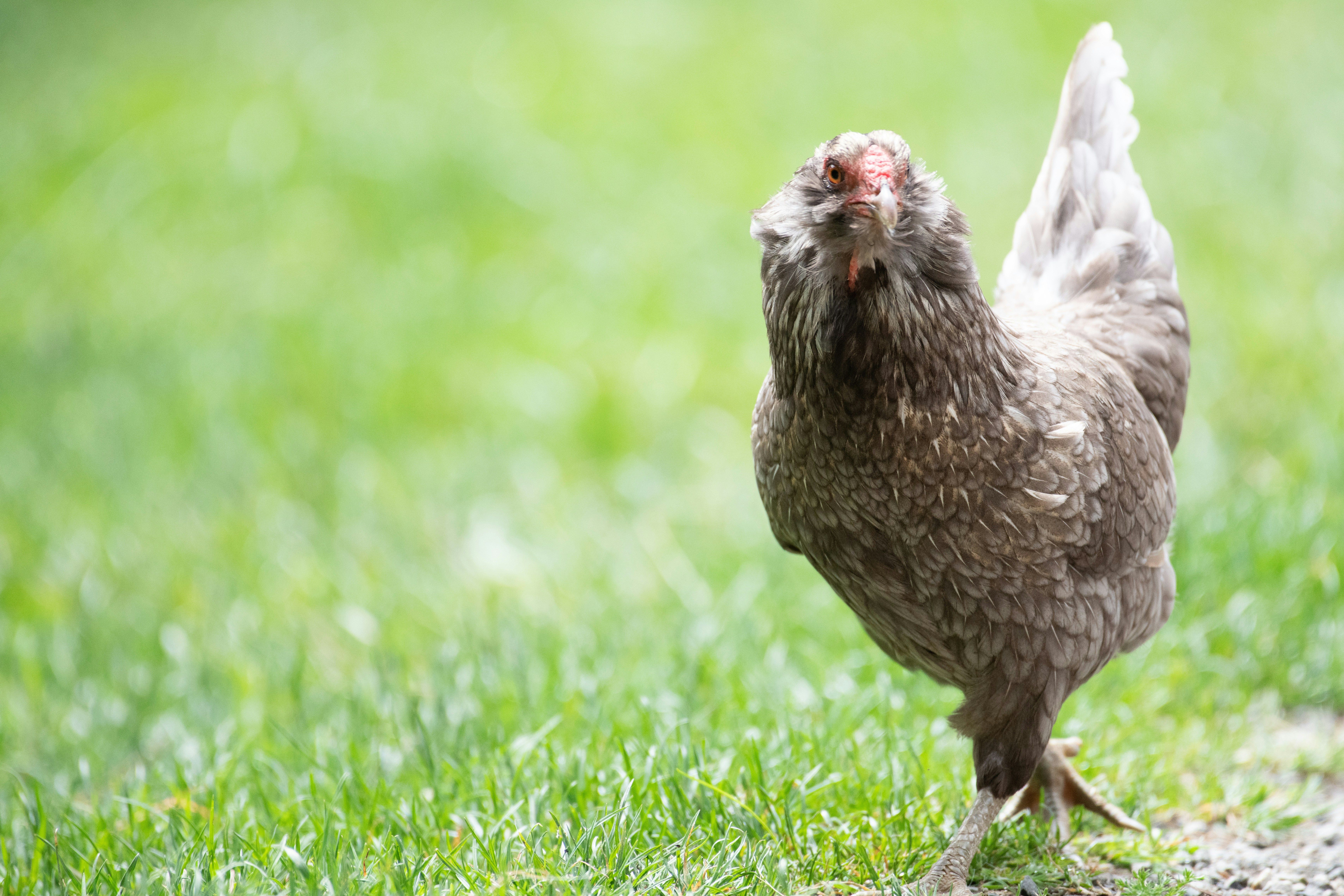 Curious Hen on the Green: A Close-Up That's All Grounded in Nature