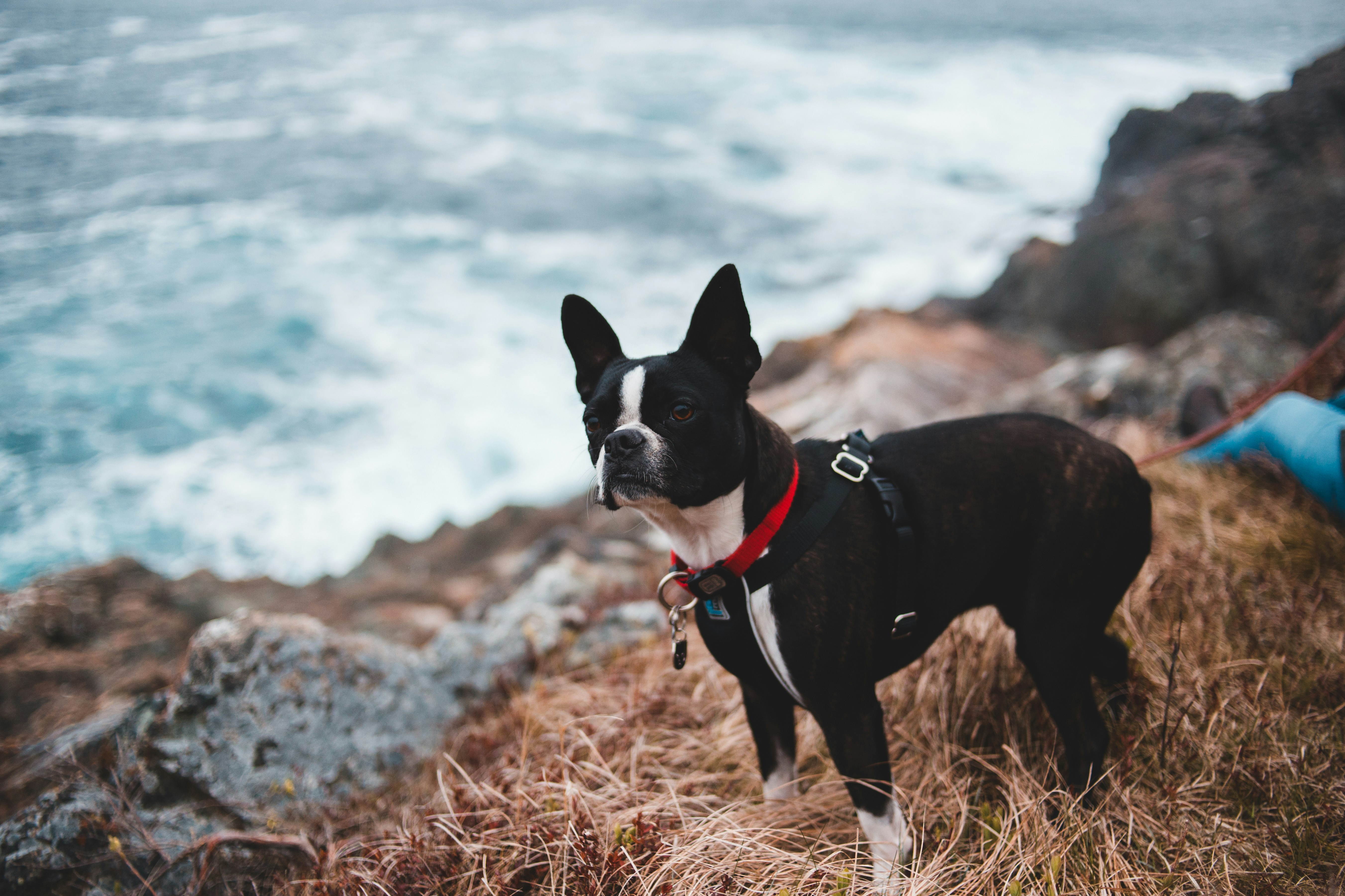 Adult Boston terrier near the ocean photo – Free Strap Image on Unsplash