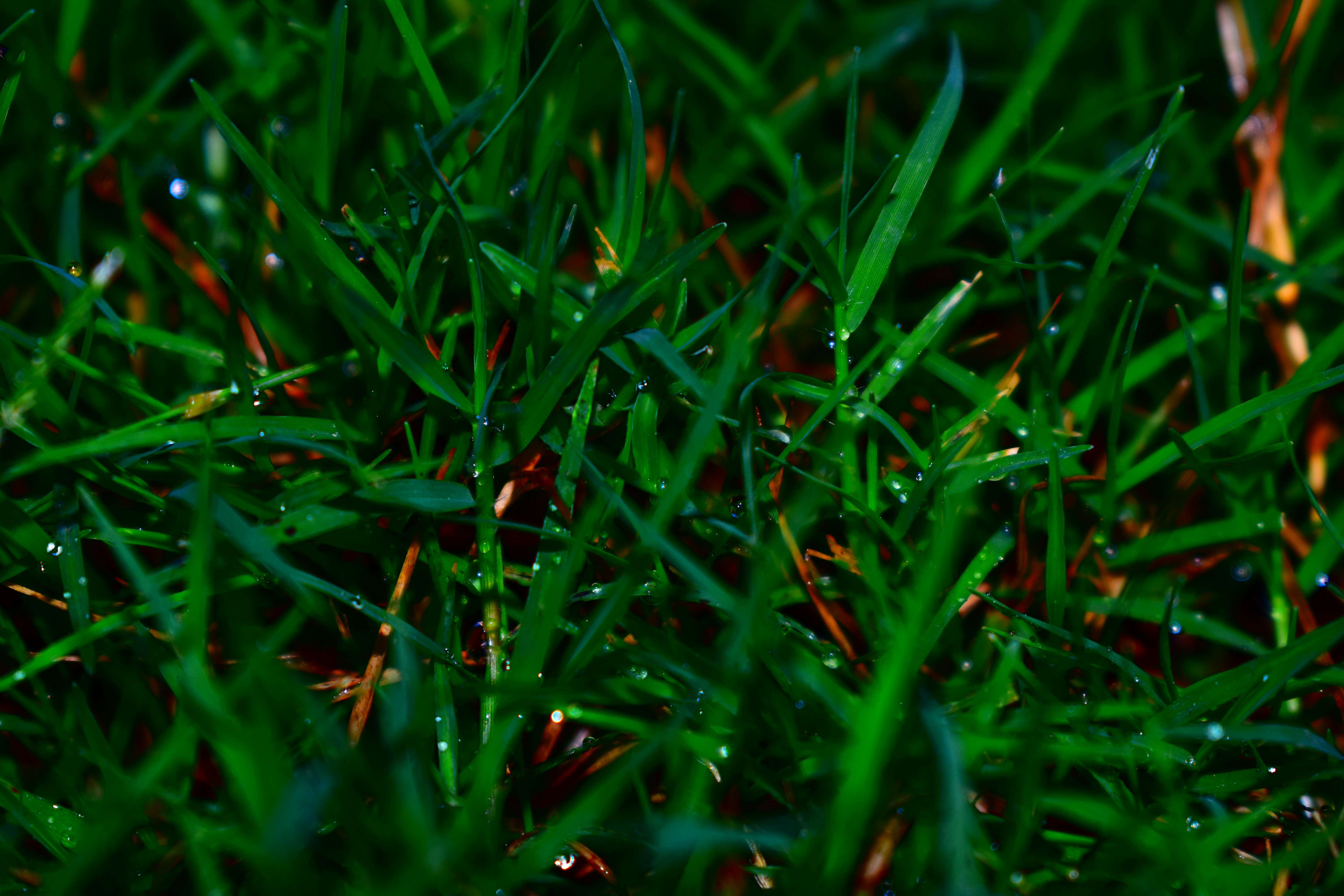 green linear leafed plant
