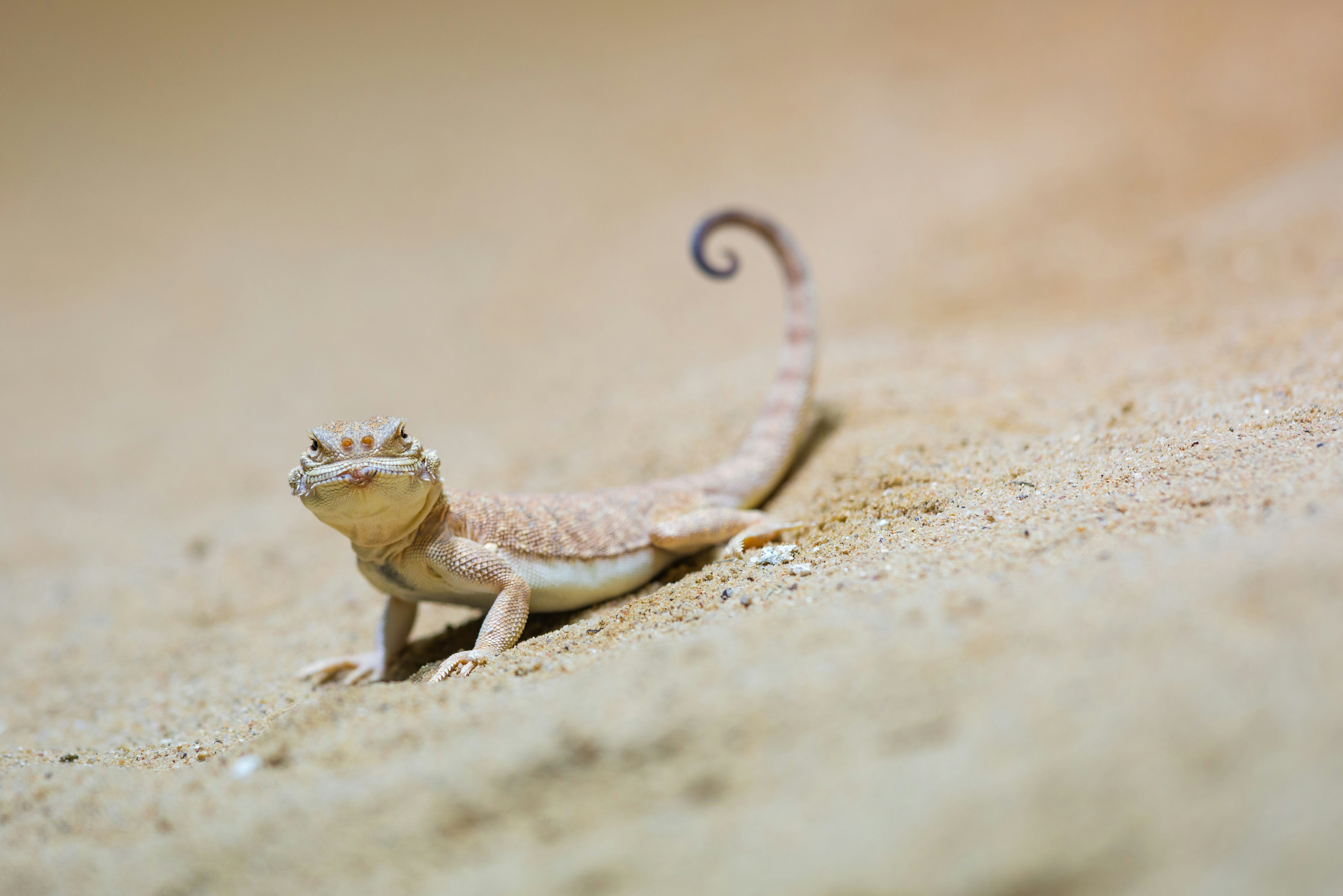 A gecko poised on sandy terrain, showcasing its unique textures and colors, with a slight curl in its tail. The image highlights the creature's alert expression.