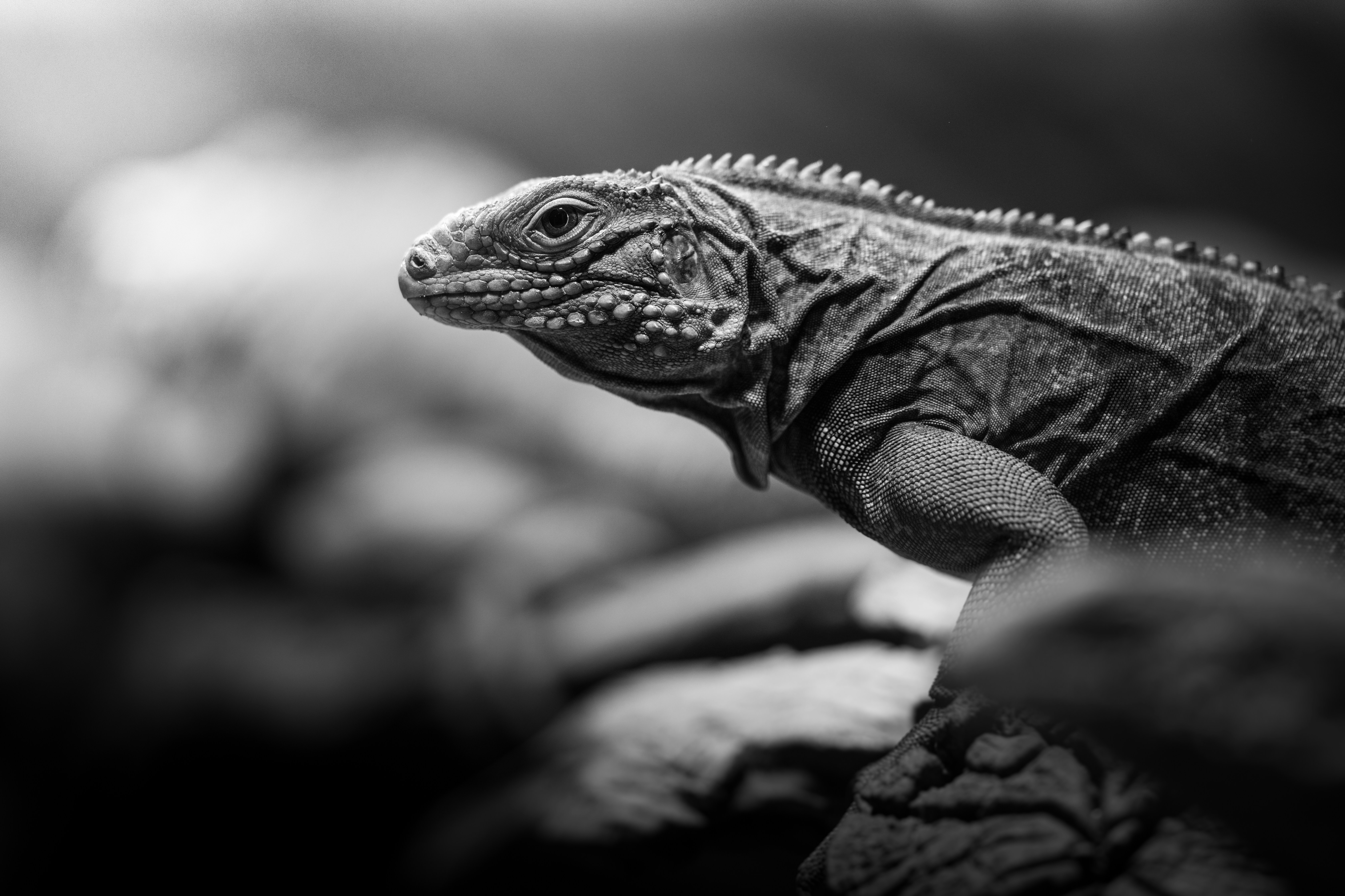 Profile in Quiet Armor: A Lizard's Gaze in Mono