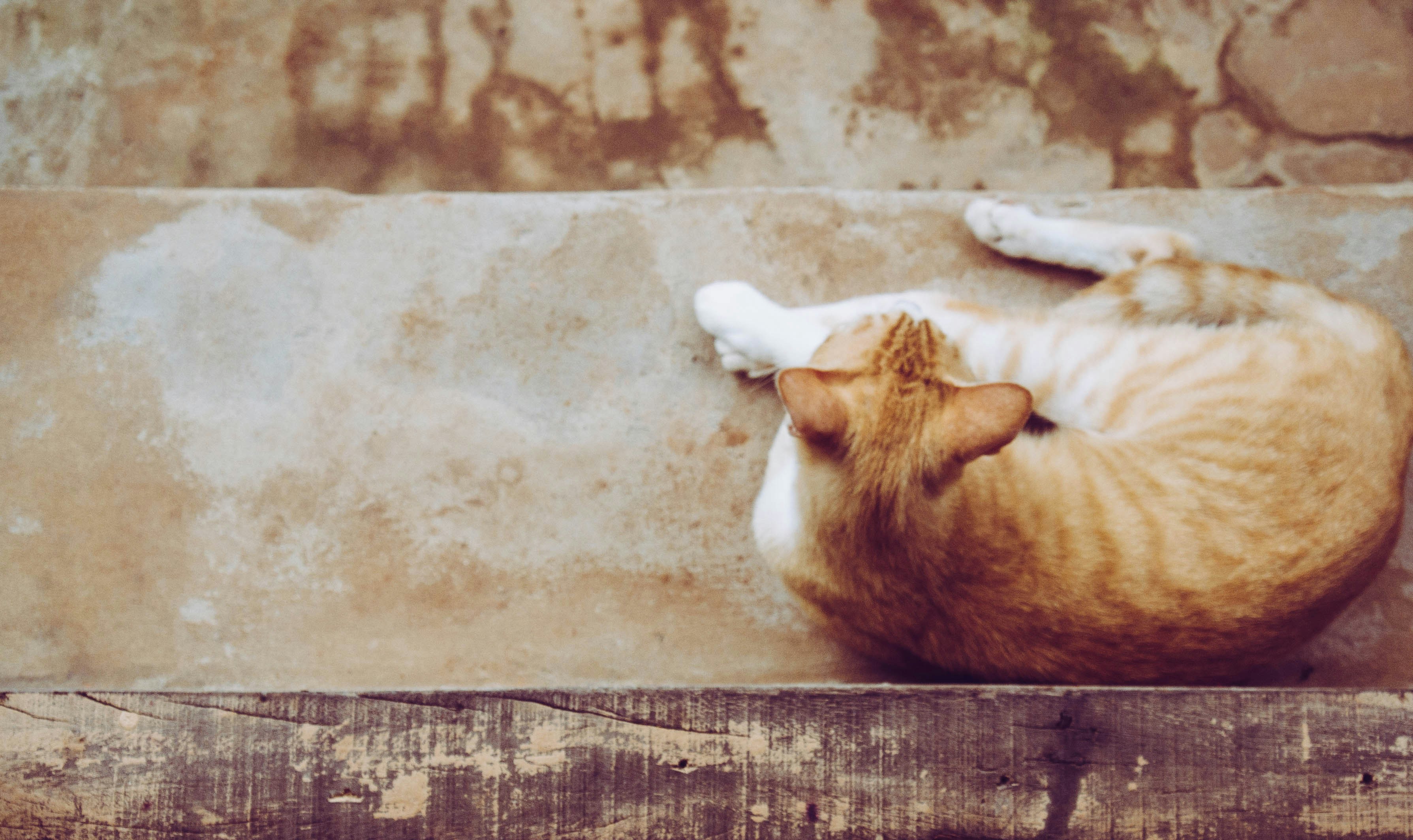 Orange tabby cat photo – Free Cats Image on Unsplash