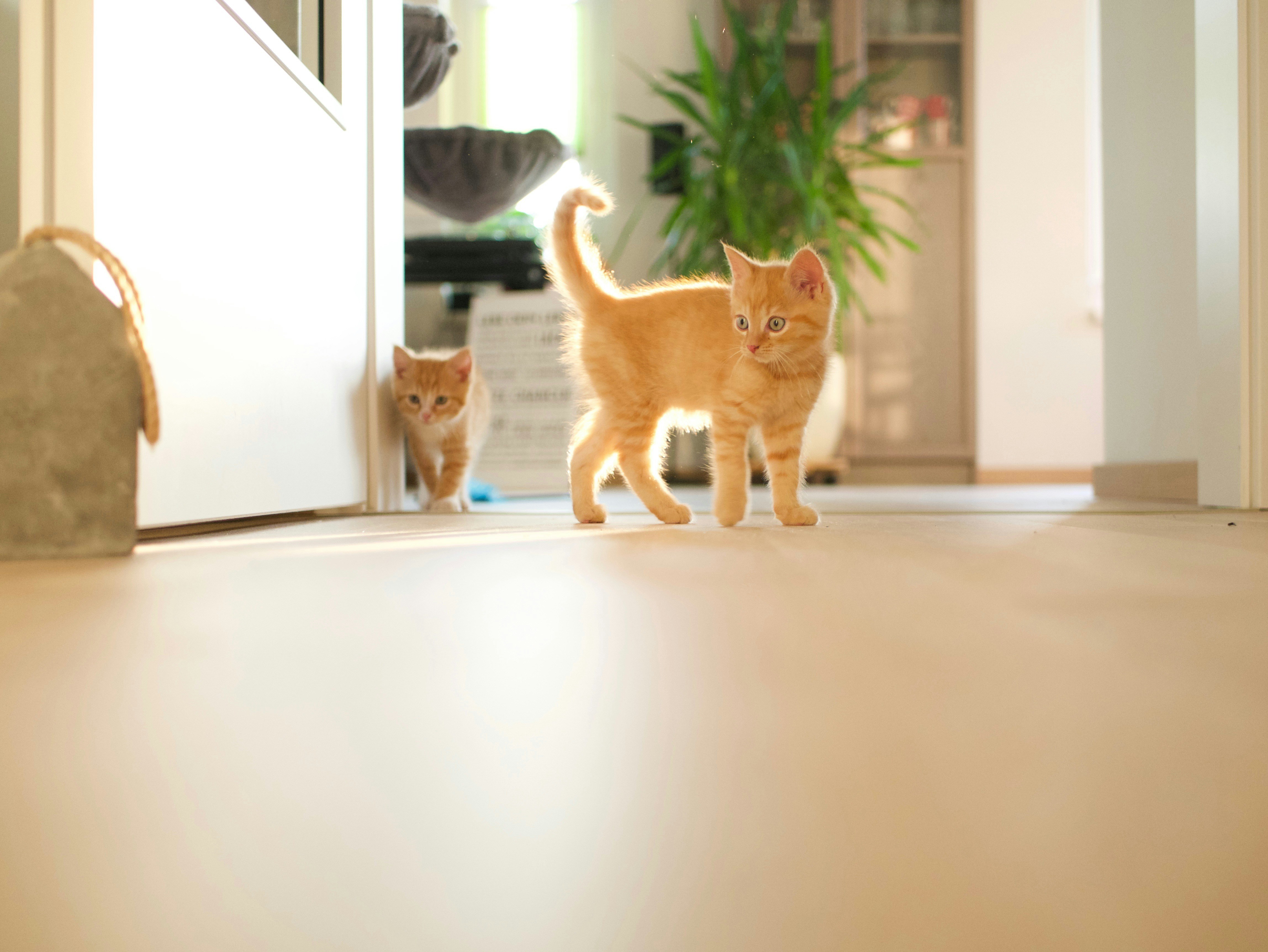 Two playful orange kittens wander through a sunlit hallway, showcasing their curiosity and charm.