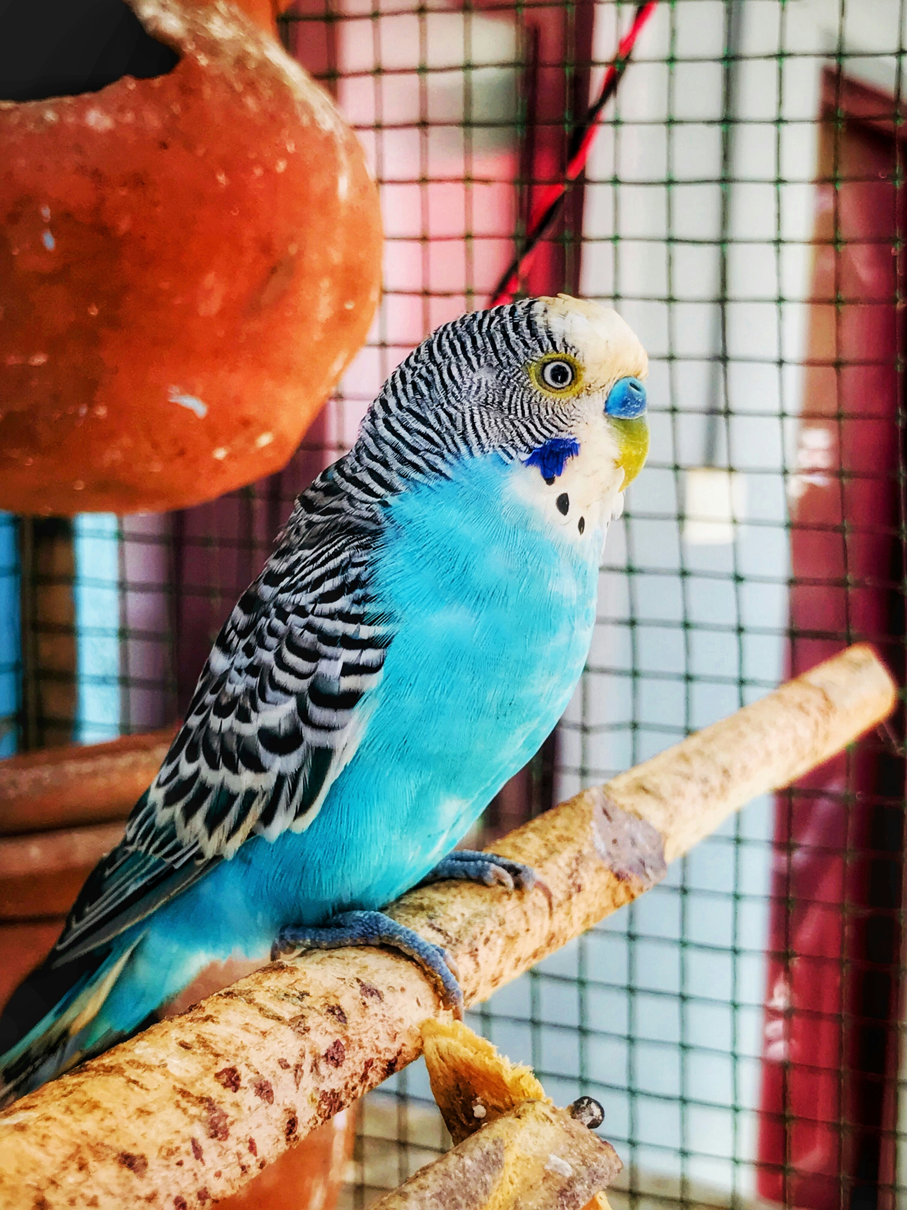 Perruches Photos | Télécharger des images gratuites sur Unsplash