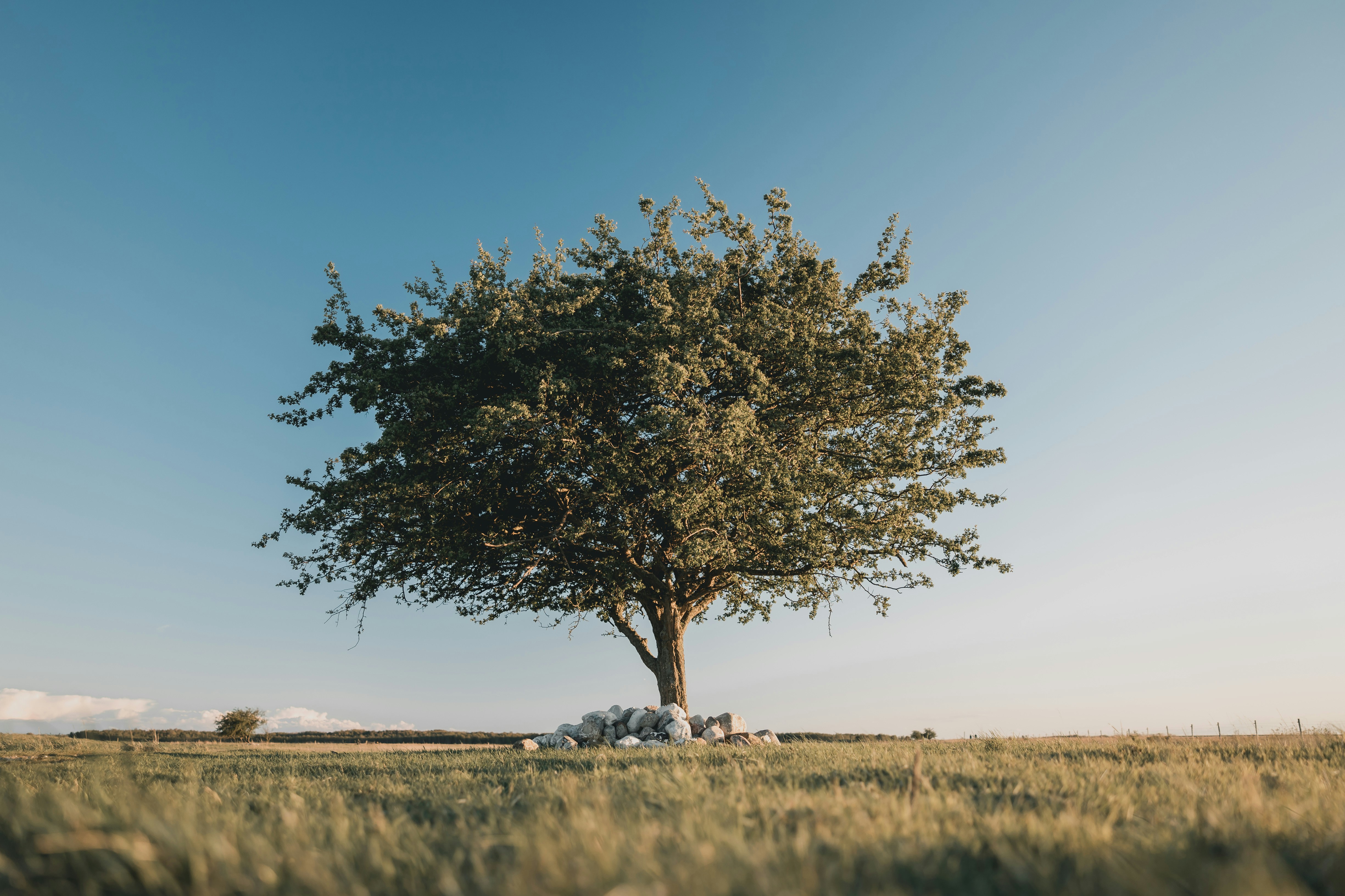 Tree Field Pictures | Download Free Images on Unsplash