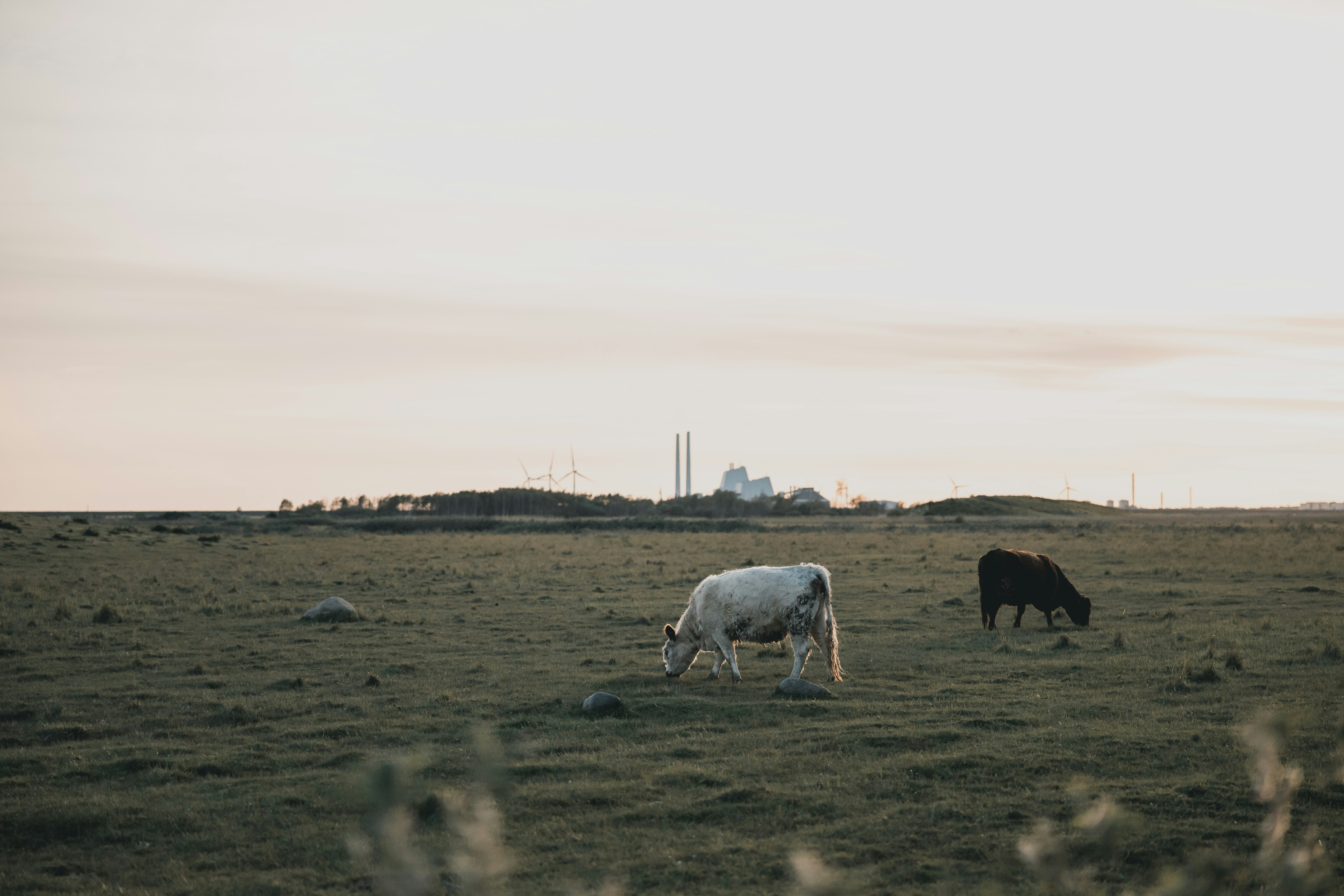 Dusk Grazers on a Quiet Horizon