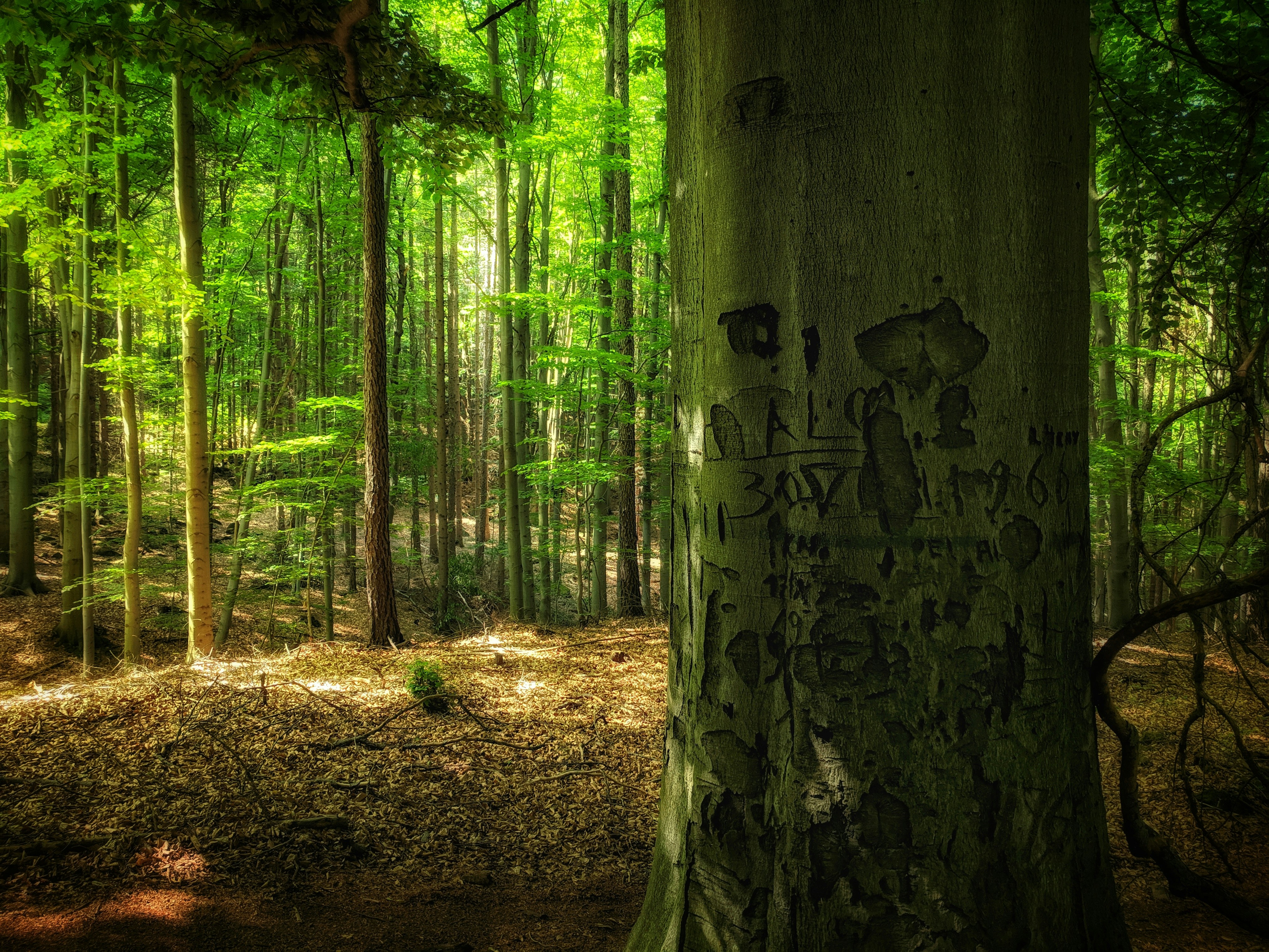 Sunlit forest with a prominent tree etched with carvings, surrounded by lush green foliage.