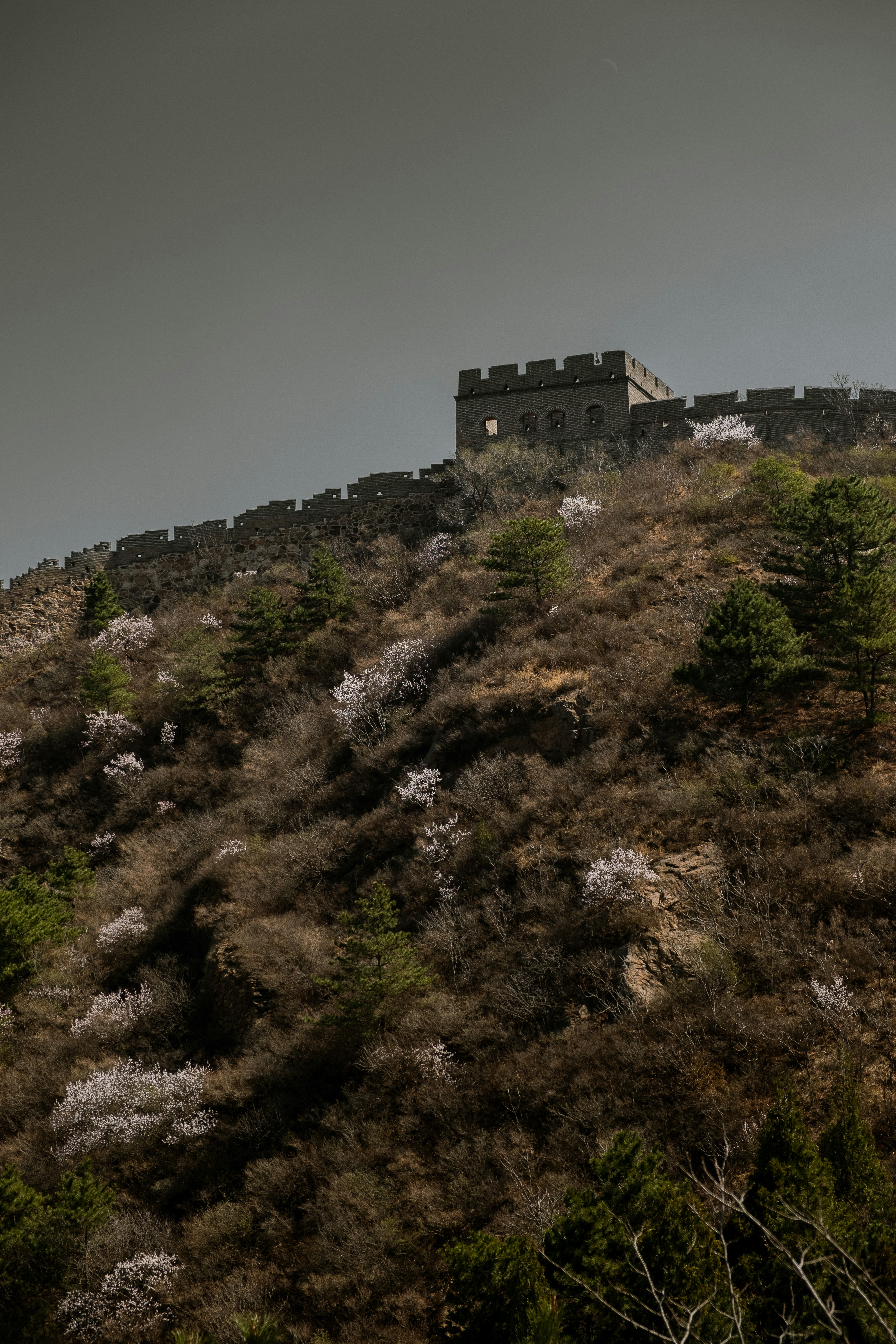 Ancient fortifications of the Great Wall rise above a hillside adorned with blooming cherry trees in early spring.