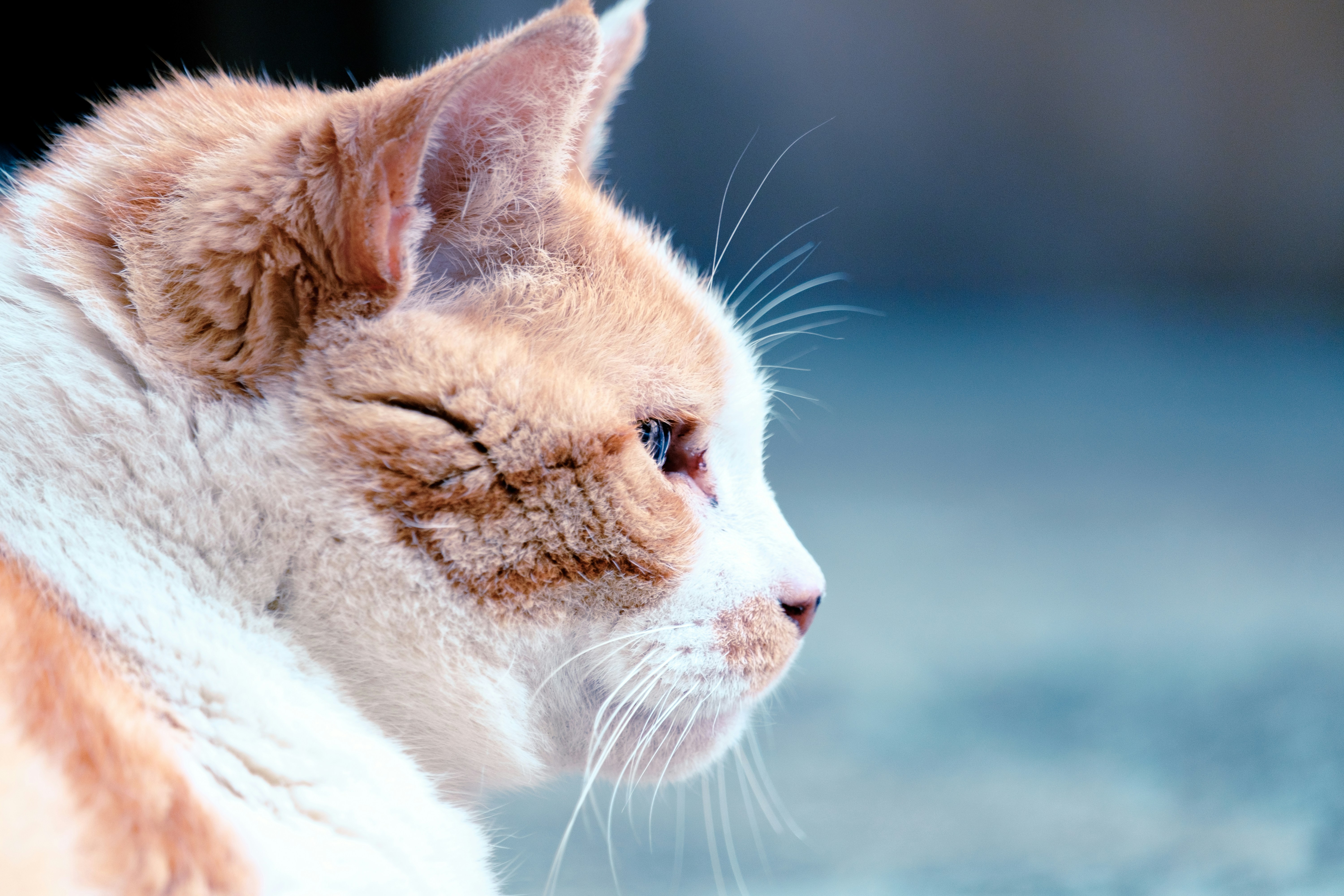 Orange tabby cat photo – Free Animal Image on Unsplash
