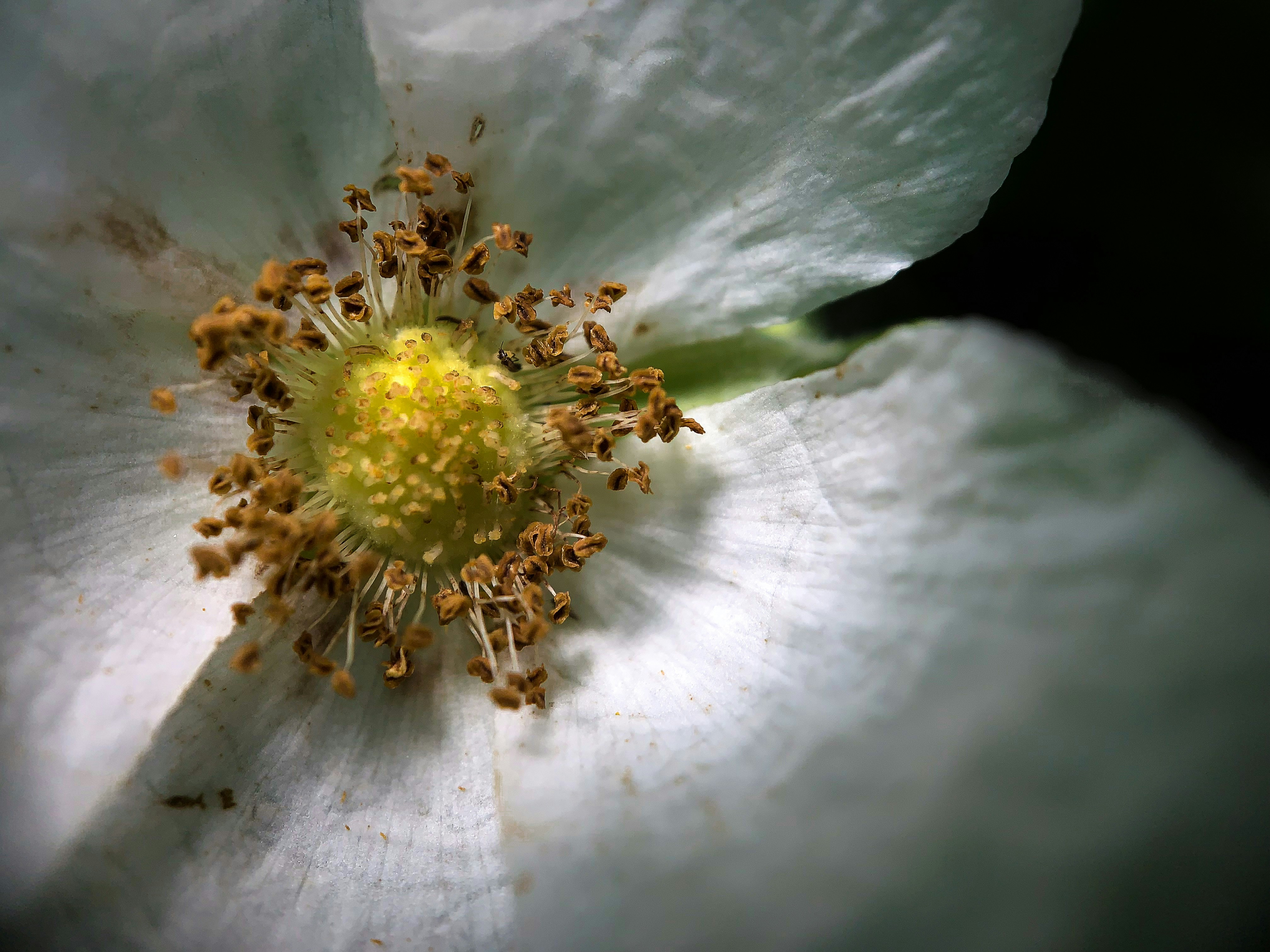 Définition de se décliner | Dictionnaire français