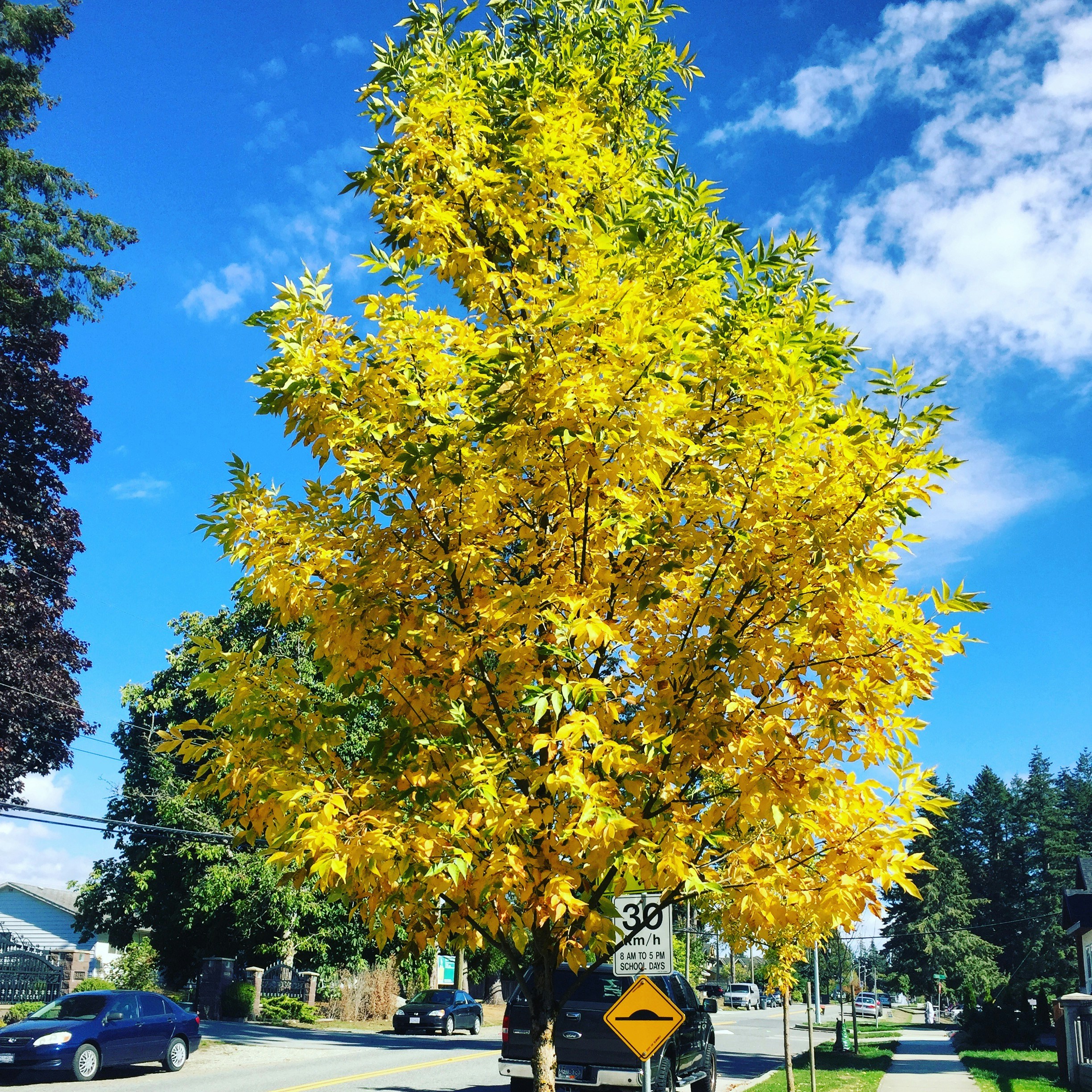 trees | 4 best free tree, color, cloud and sea photos on Unsplash