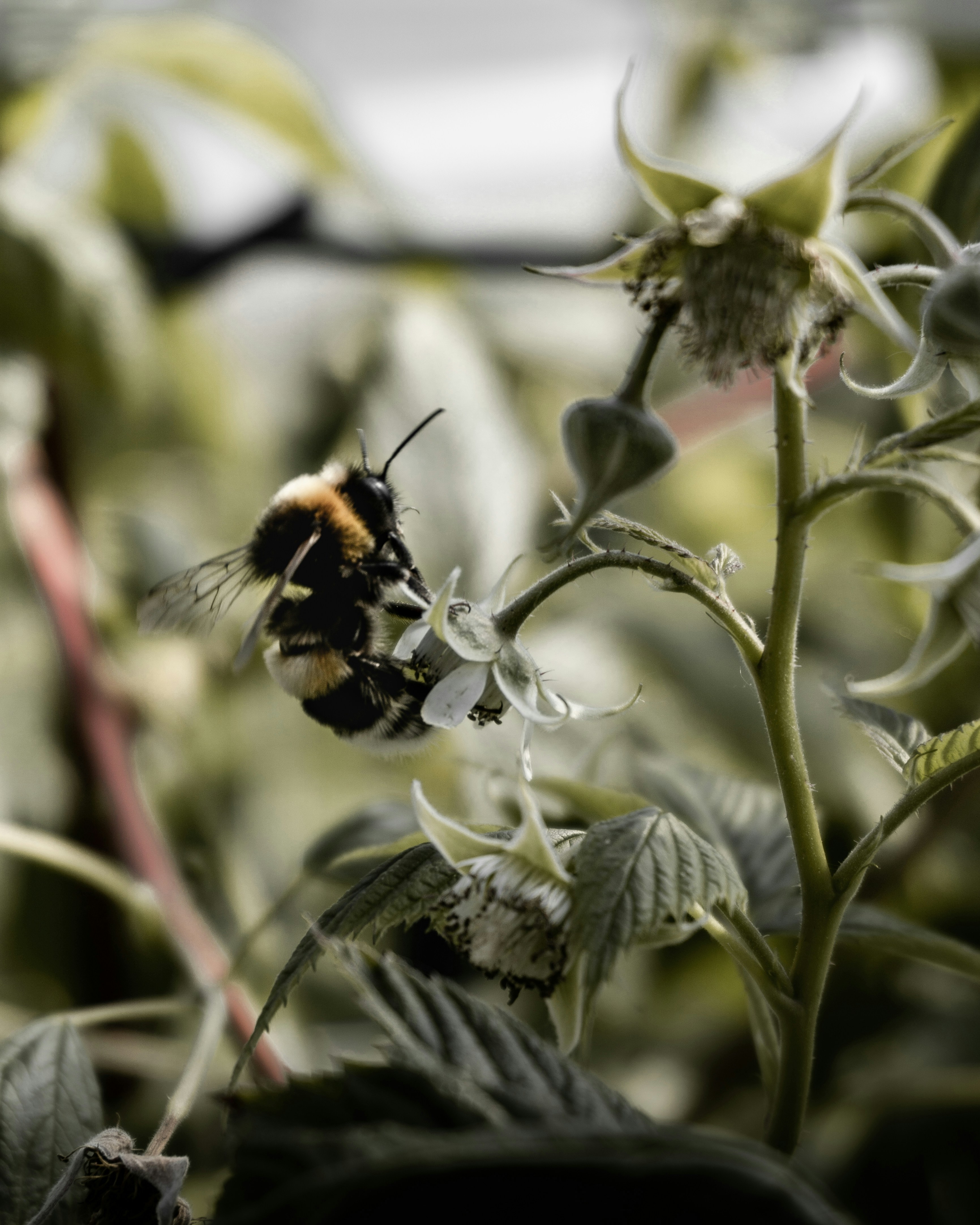 Close-up of a bumblebee feeding on a flower cluster amid lush greenhouse foliage; natural light highlights the bee's fuzzy thorax and the surrounding leaves. This is a macro-style capture of a natural scene.
