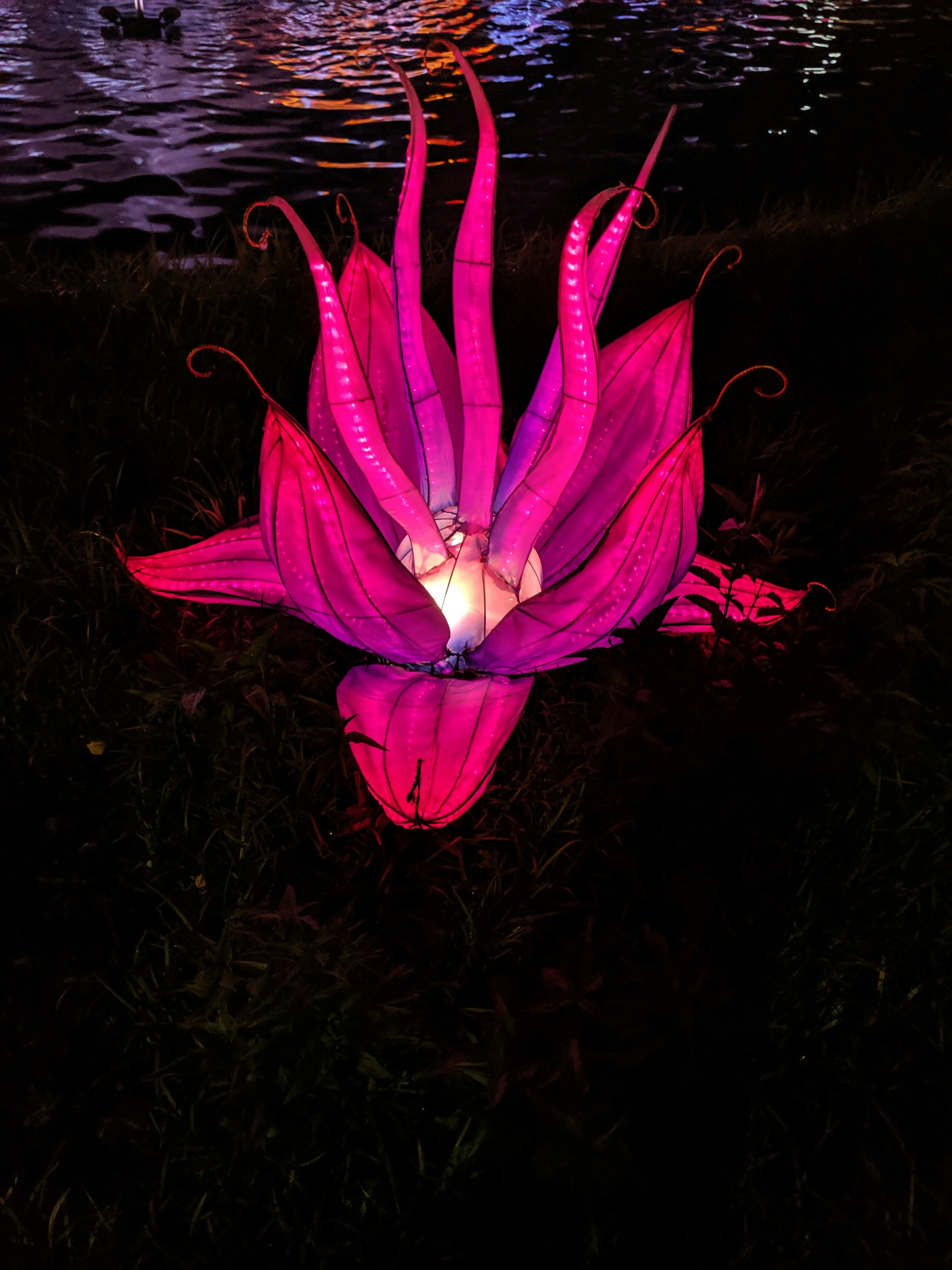 Neon Pink Bloom by the Water's Edge