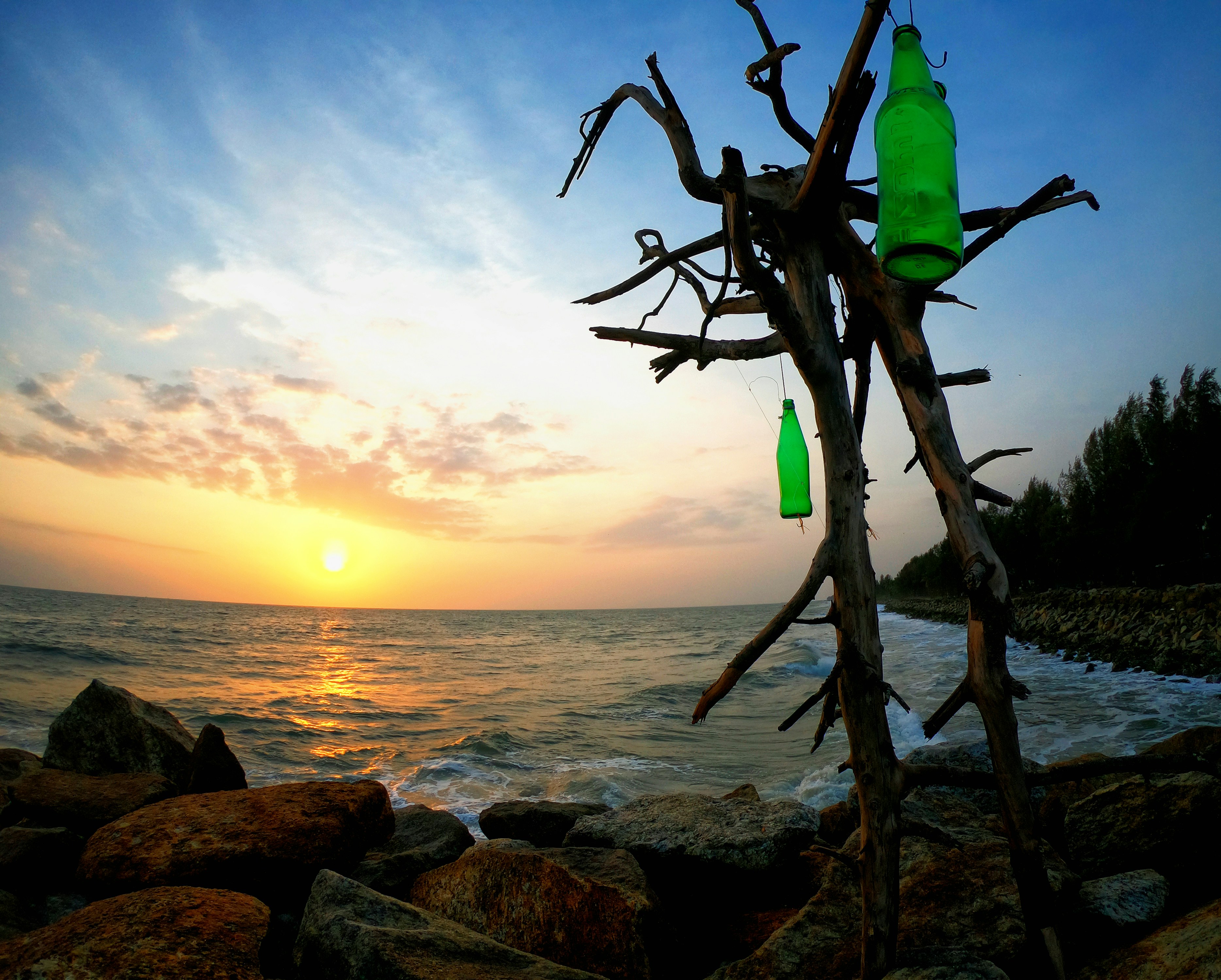 Green Bottles at Dusk: A Weathered Tree Framing the Sea