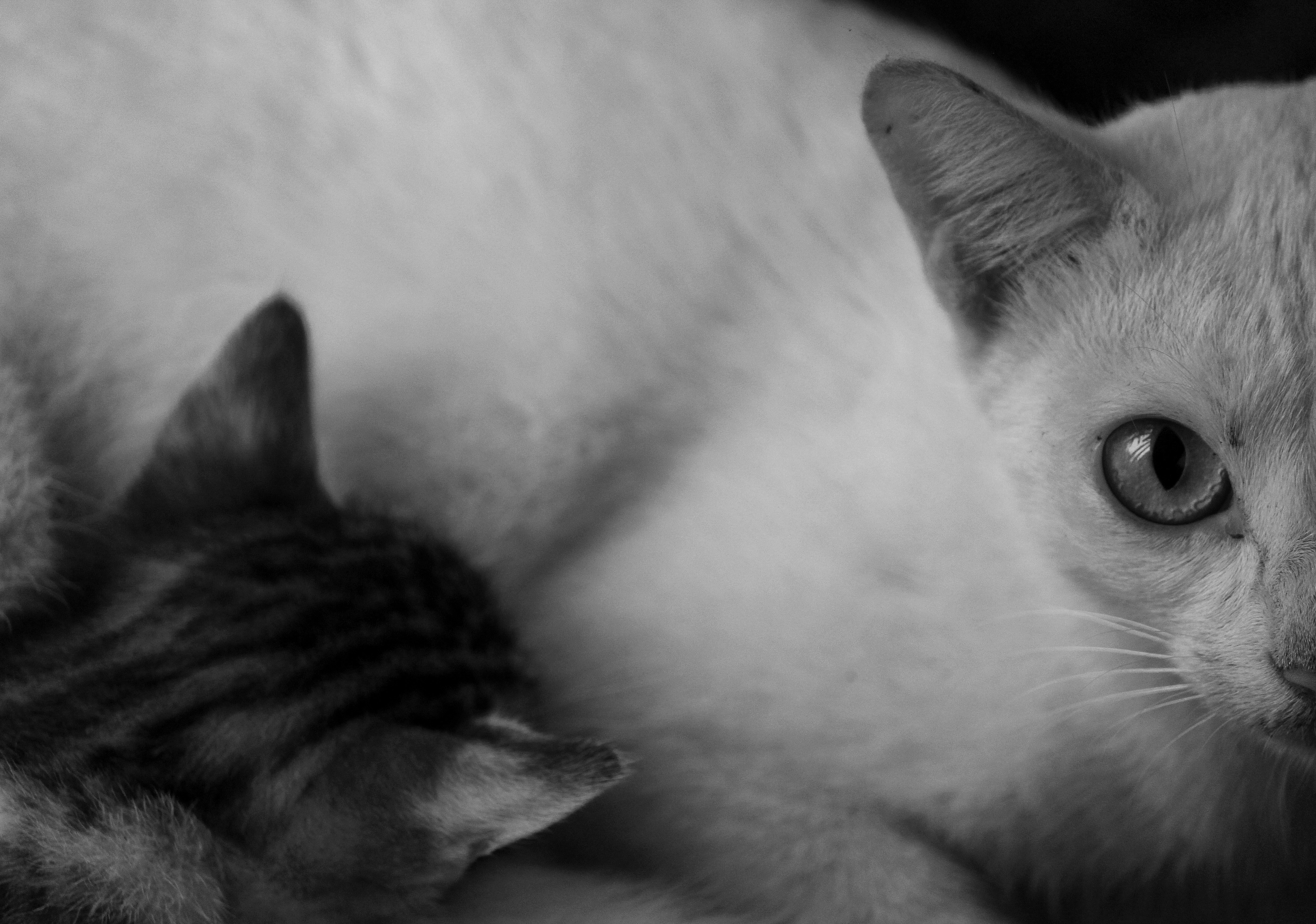 Close-up of a cat with a focused eye and a kitten nestled beside it in black and white.
