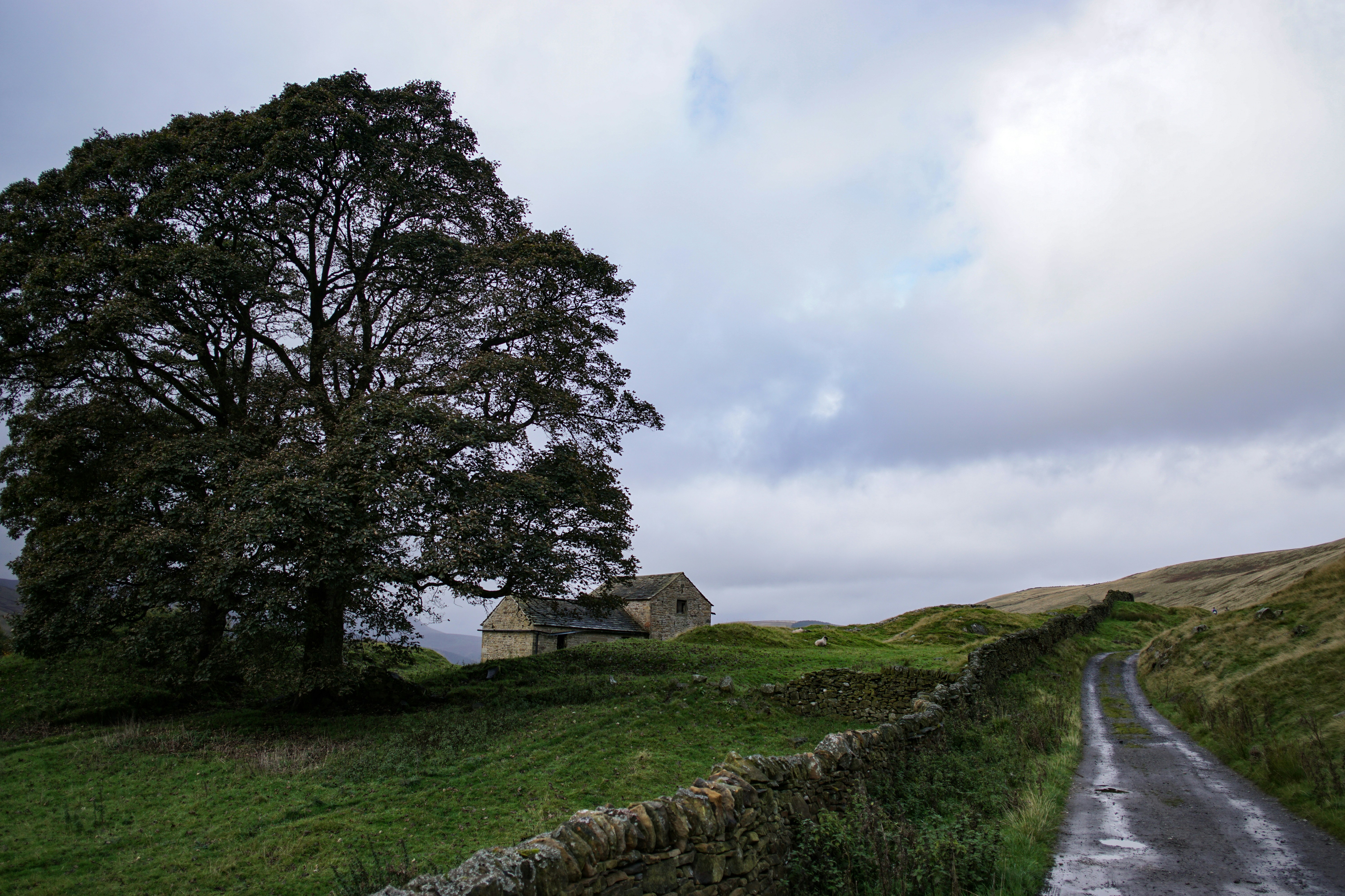 A lone stone cottage nestled beside a majestic tree, surrounded by rolling green hills and a winding path. The scene captures the tranquility of rural life.