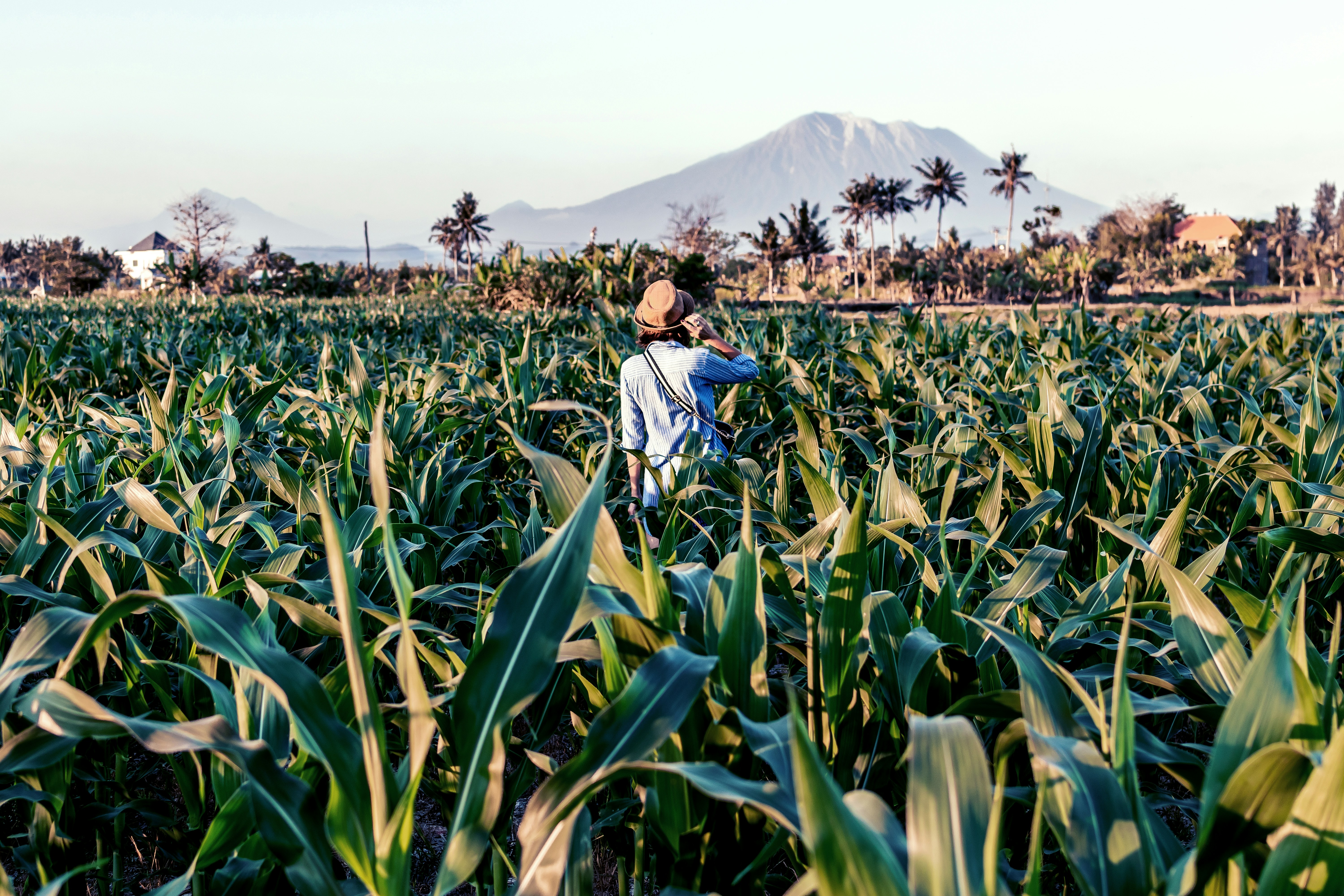 A farmer navigates through lush cornfields with a distant mountain backdrop, embodying the essence of agricultural life.