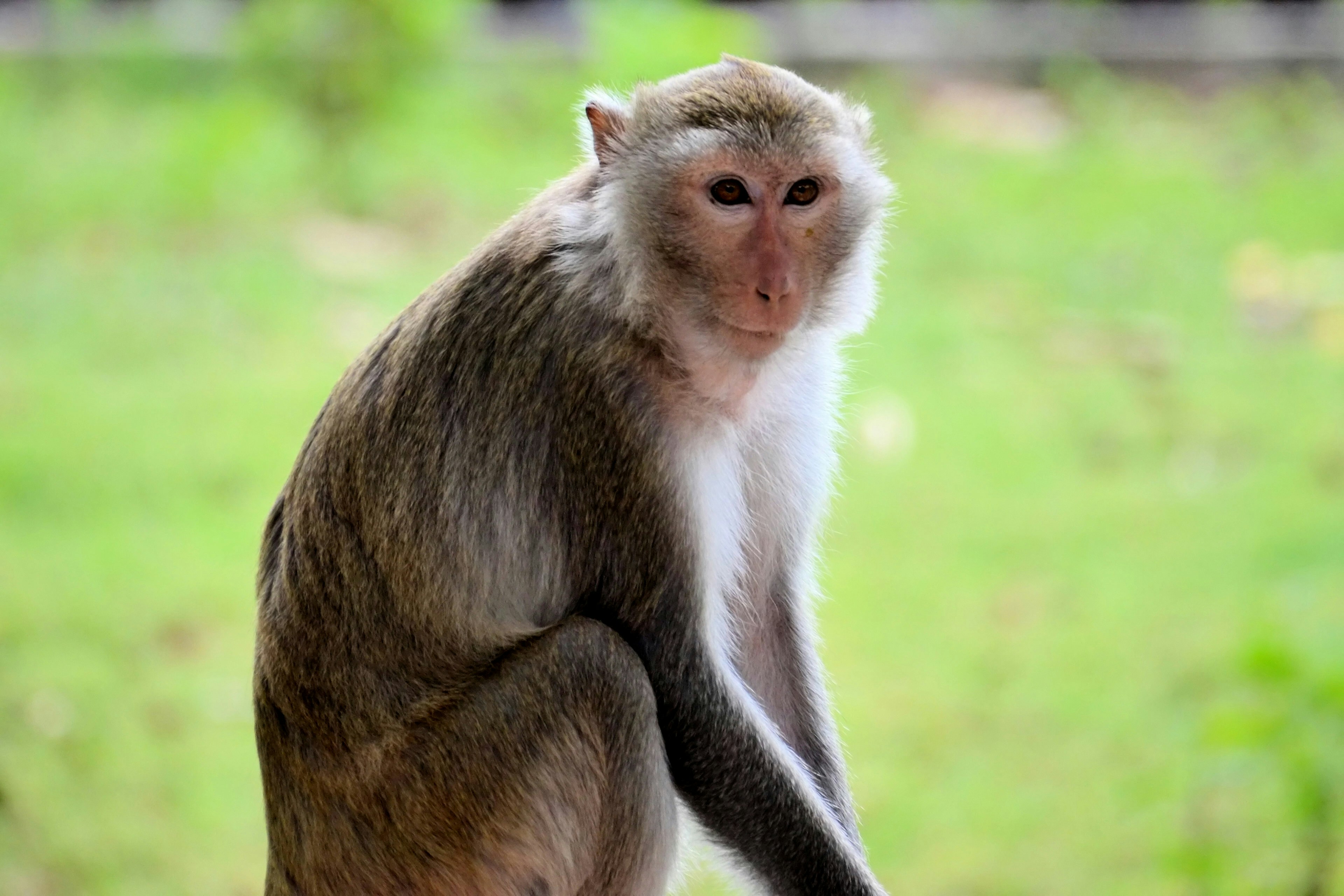 Monkey Pfp Pictures | Download Free Images on Unsplash
