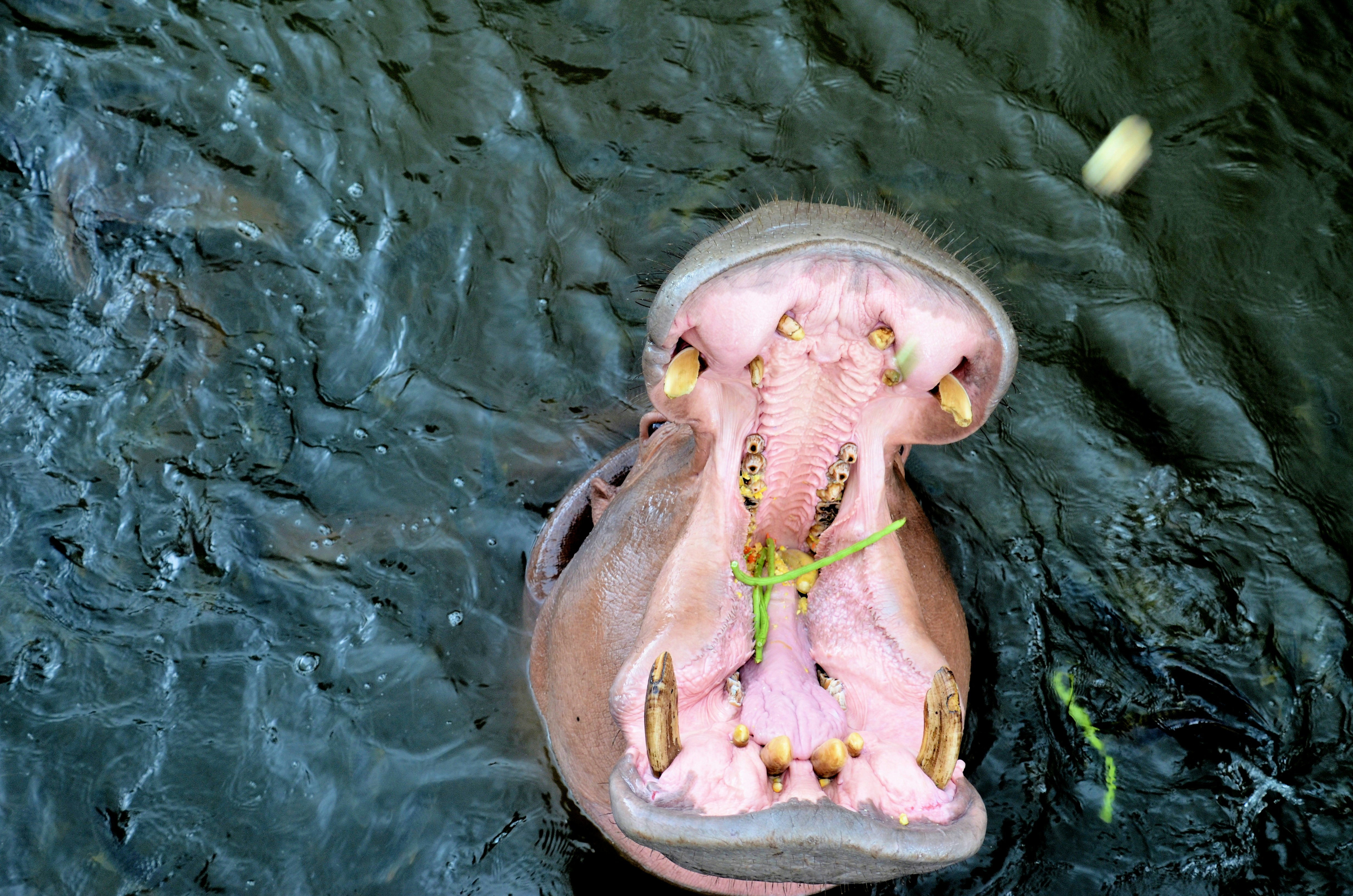 Animal gris foto – Imagen de Animal gratuita en Unsplash