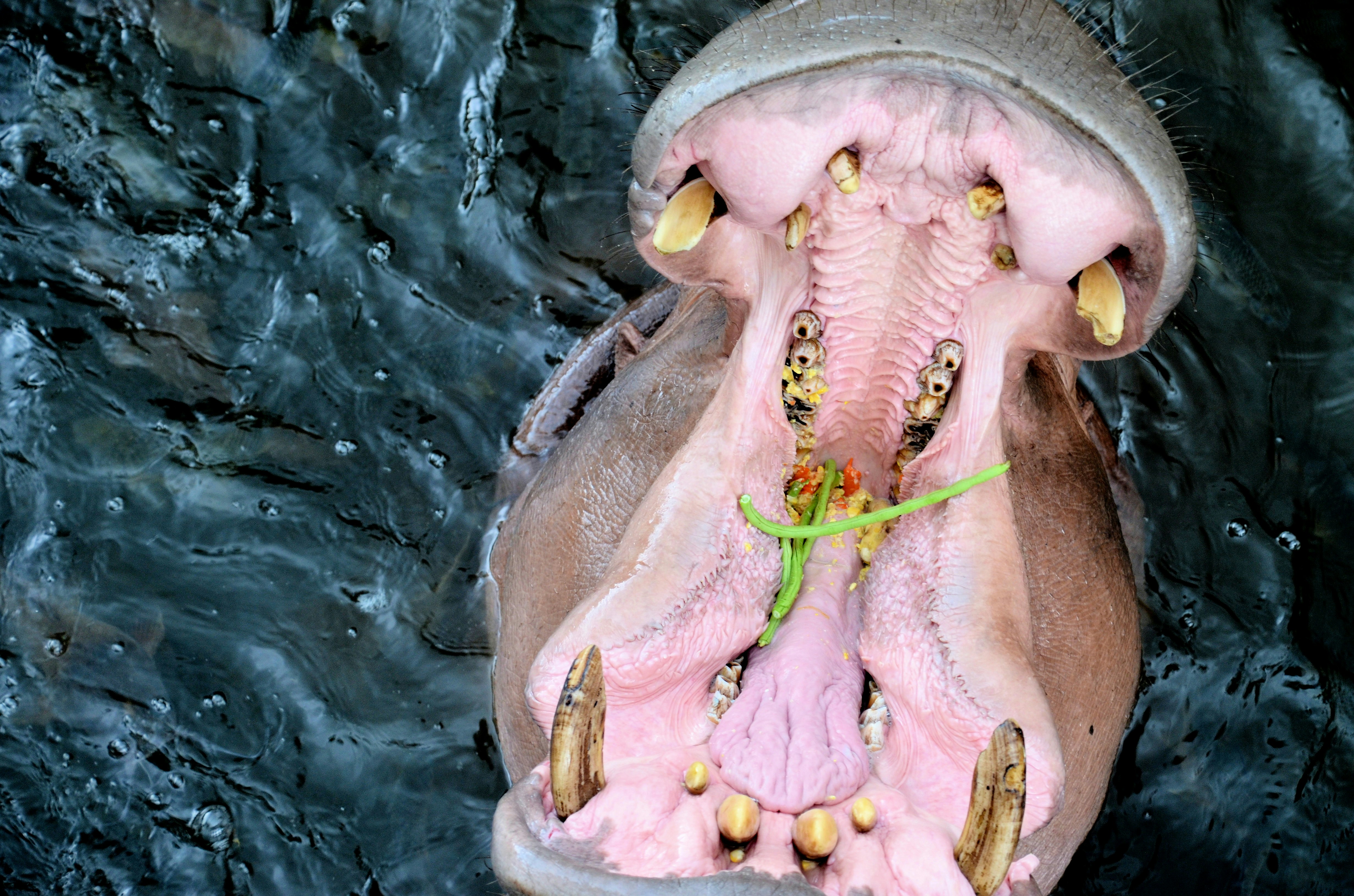 A hippopotamus in the water with its mouth open photo – Free Animal ...