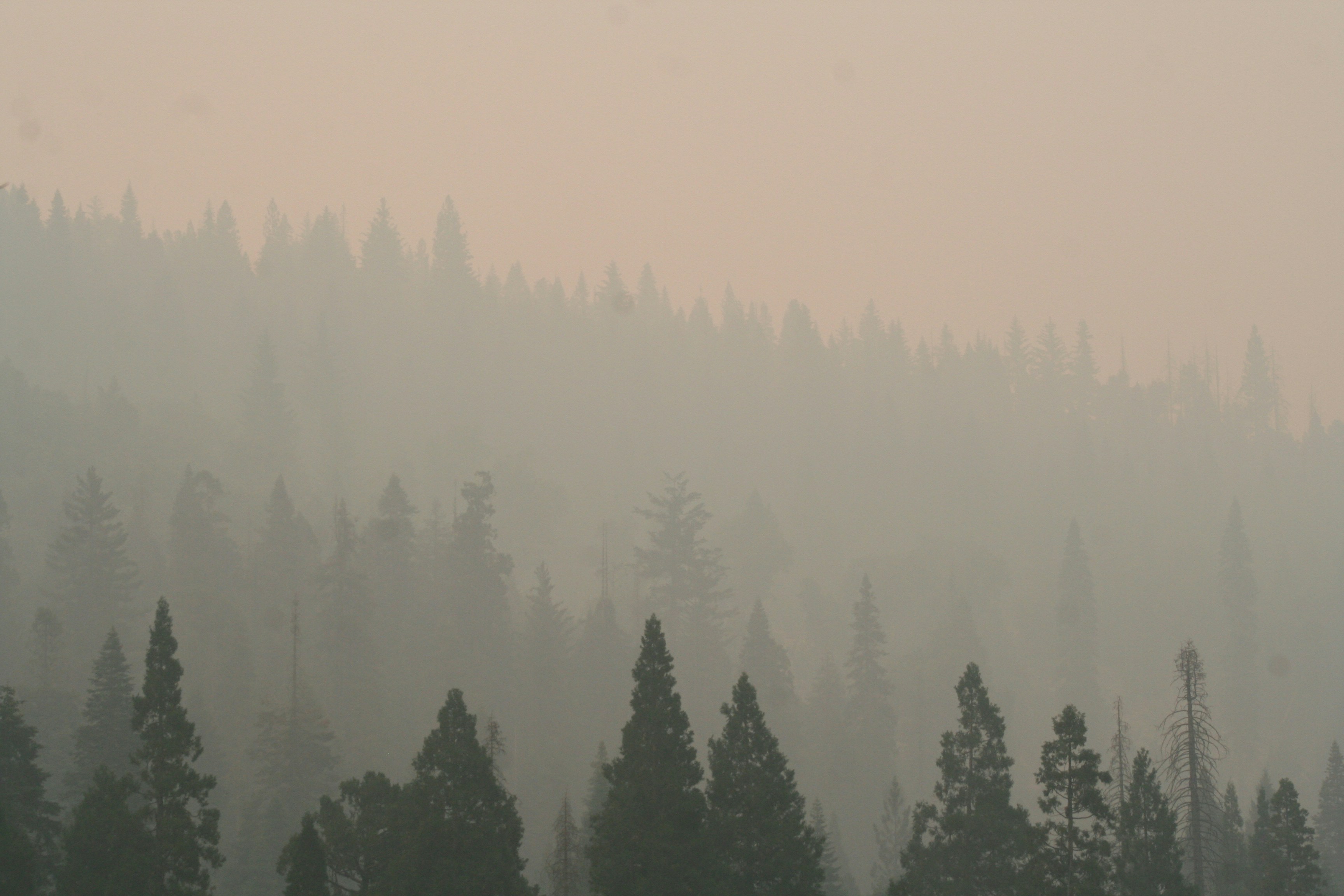 The Smokey forest that I went camping in over the summer.