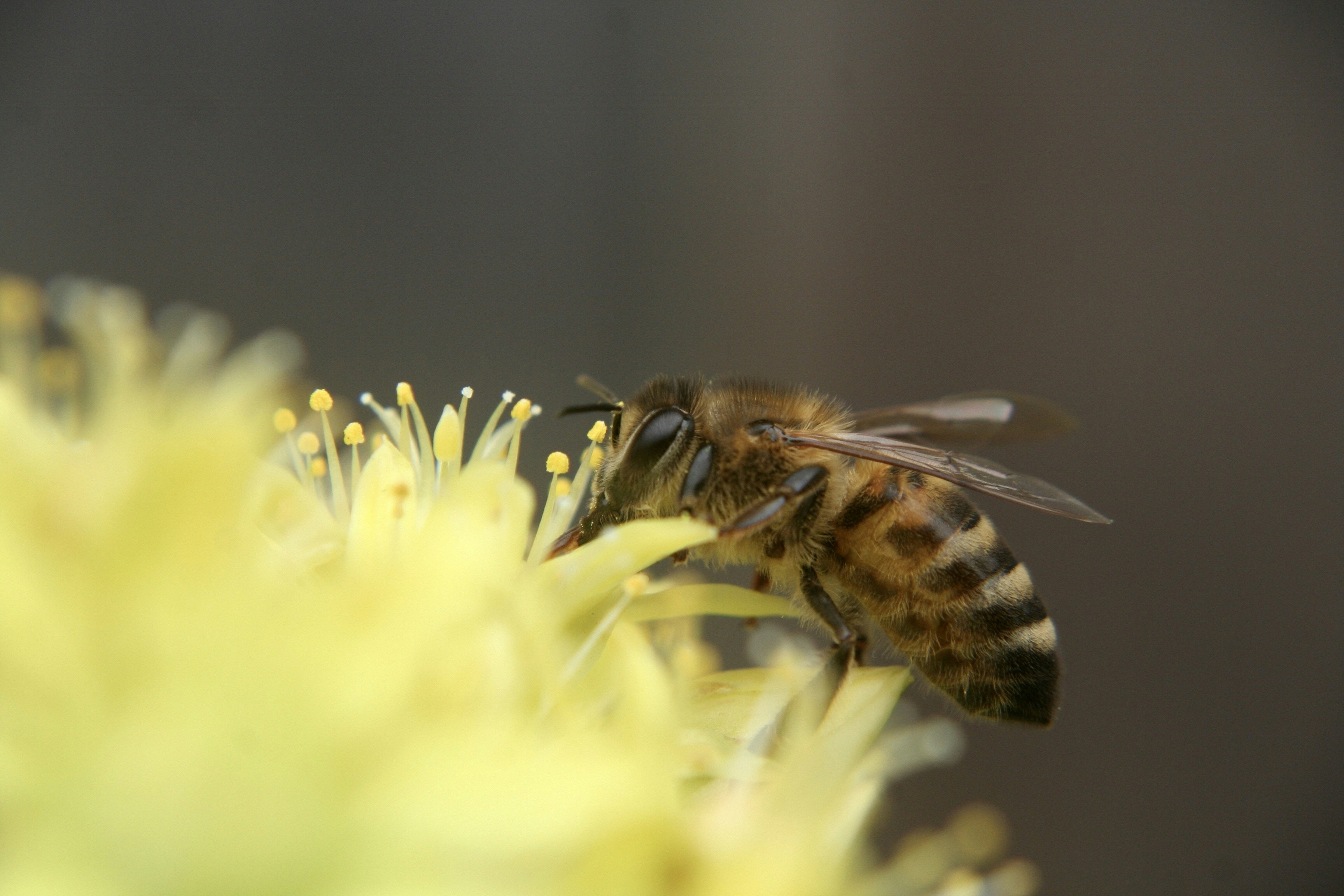 Small bee gathering pollen from a bunch of yellow flowers.