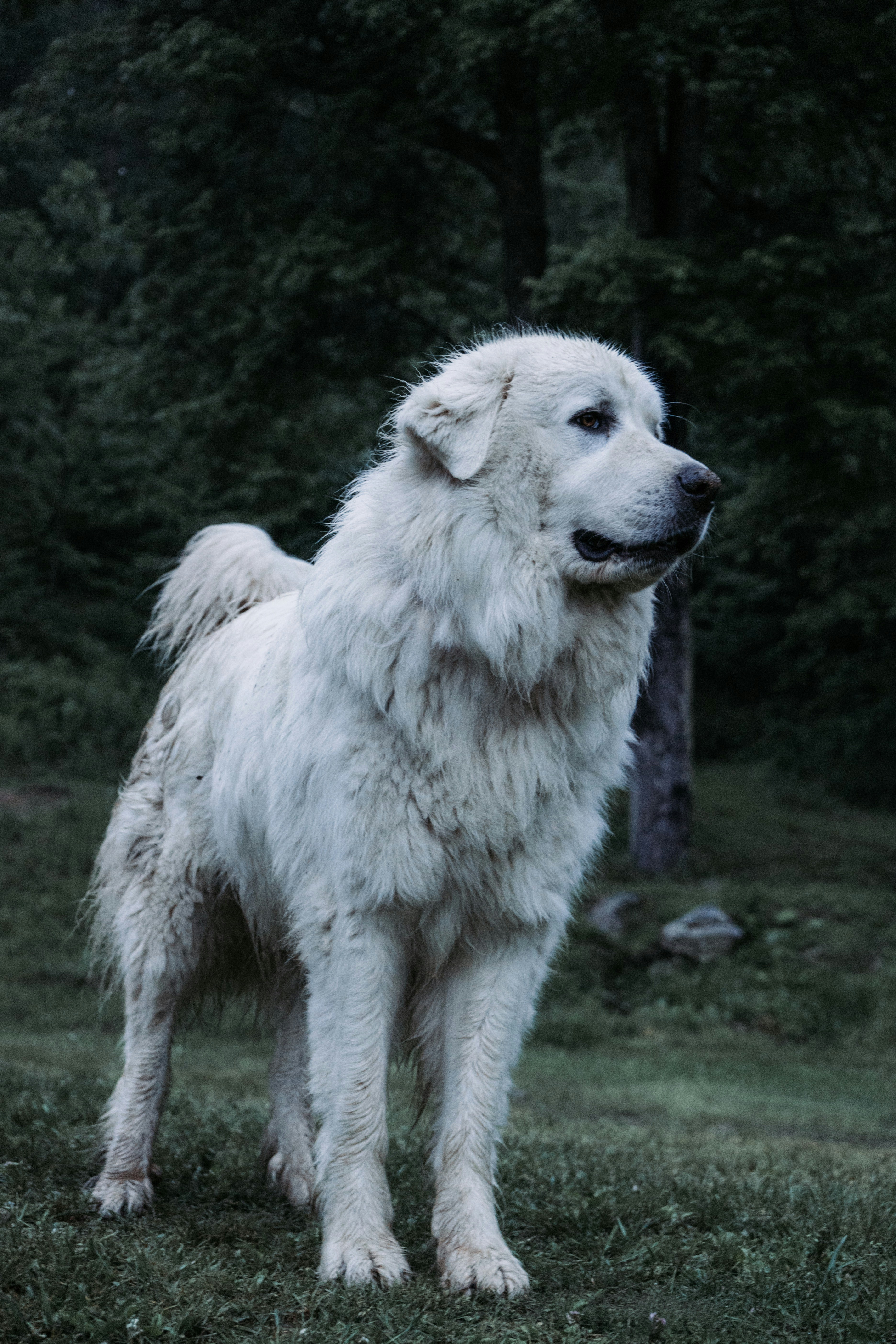 A majestic white dog stands alert in a lush green setting, embodying a sense of calm and vigilance. The natural backdrop enhances its noble presence.