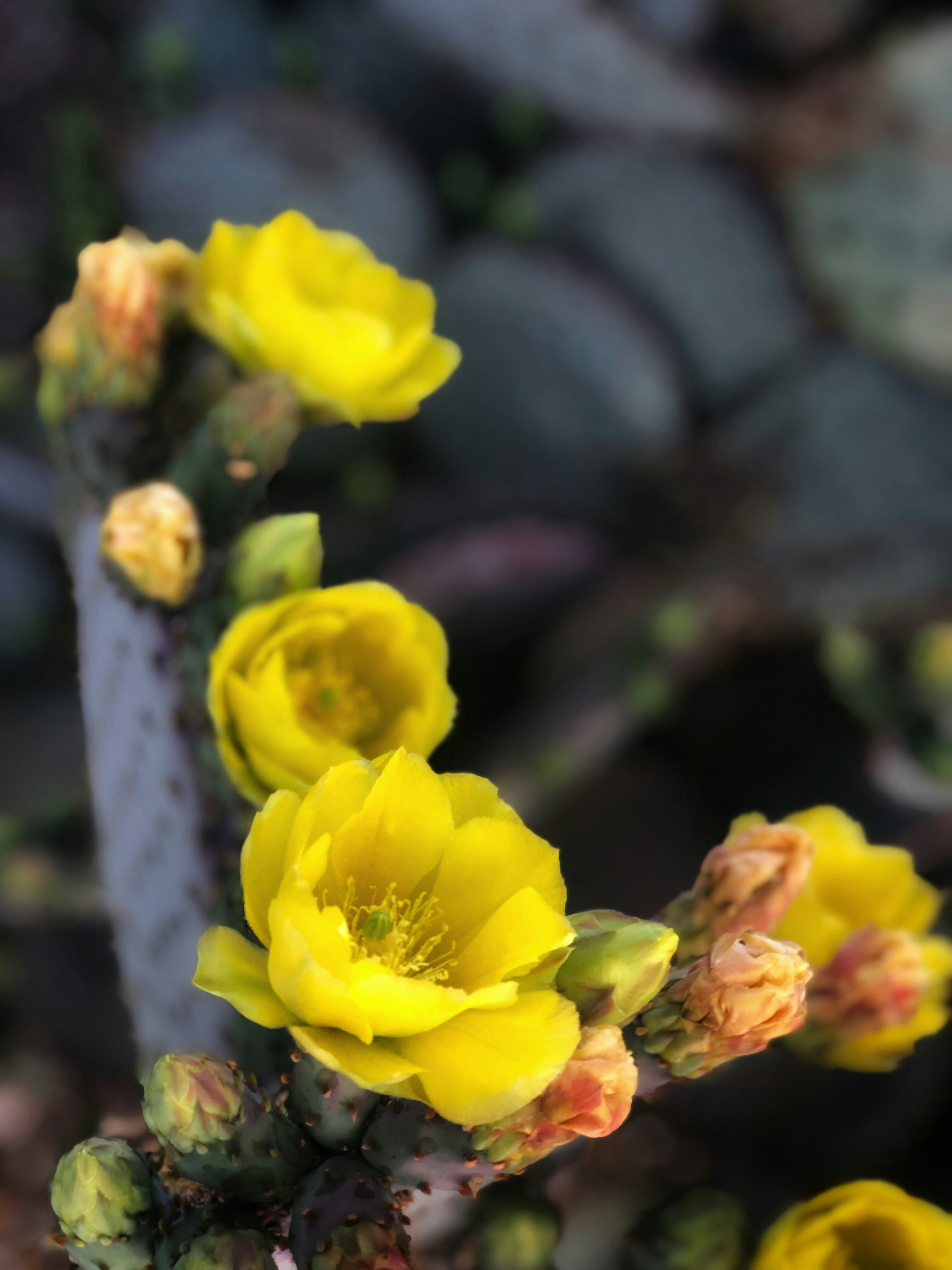 Sunlit Yellow Blooms on a Spine of Nature