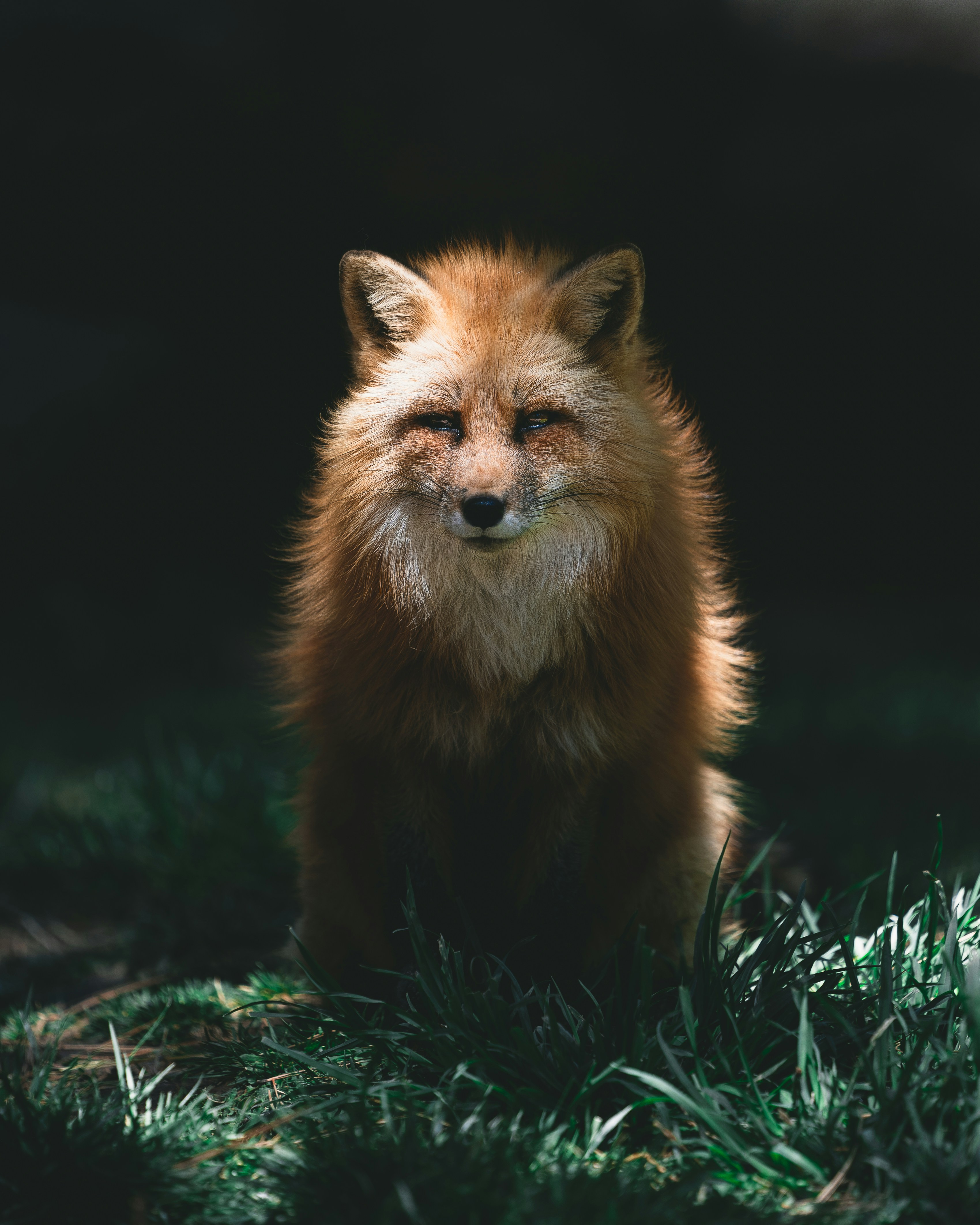 Renard rouge photo – Photo Animal Gratuite sur Unsplash