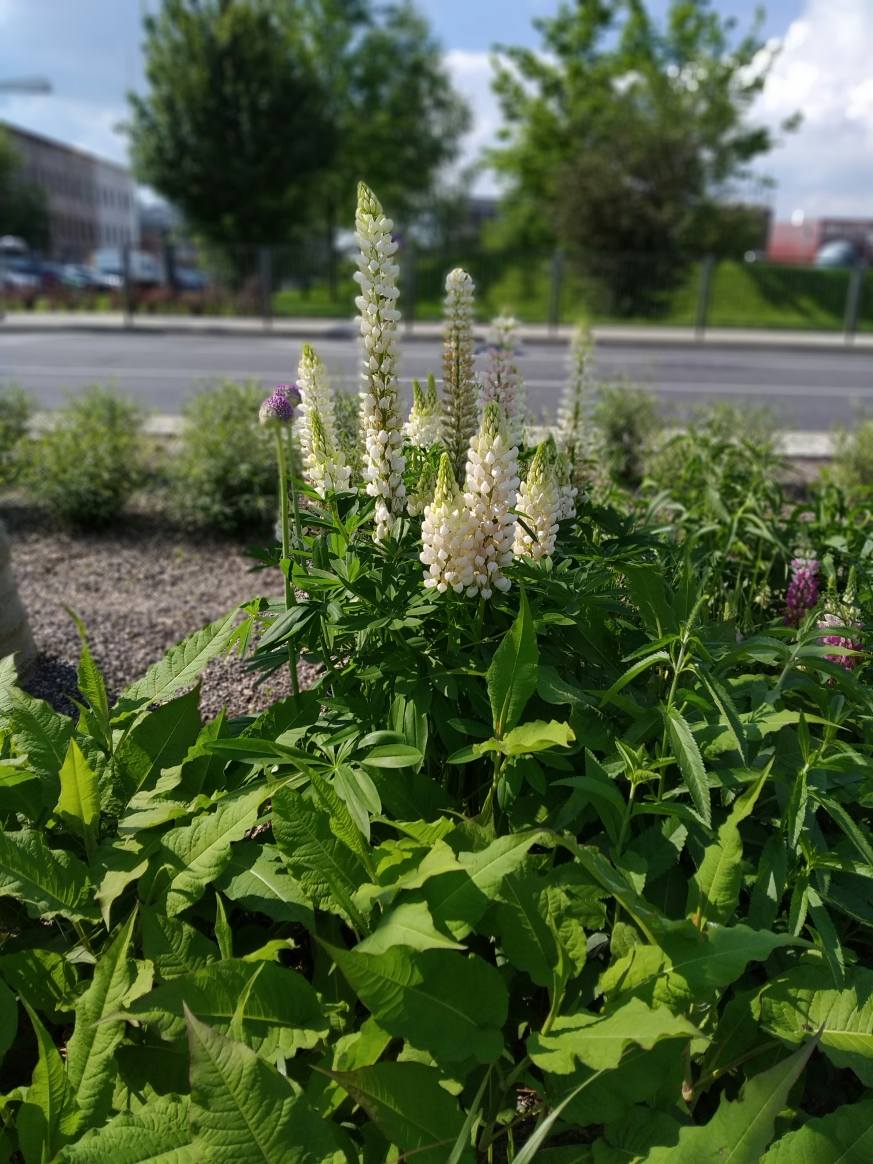 Cluster of white lupine flowers surrounded by lush green leaves in an urban garden setting. Bright sunlight enhances the vibrant colors.