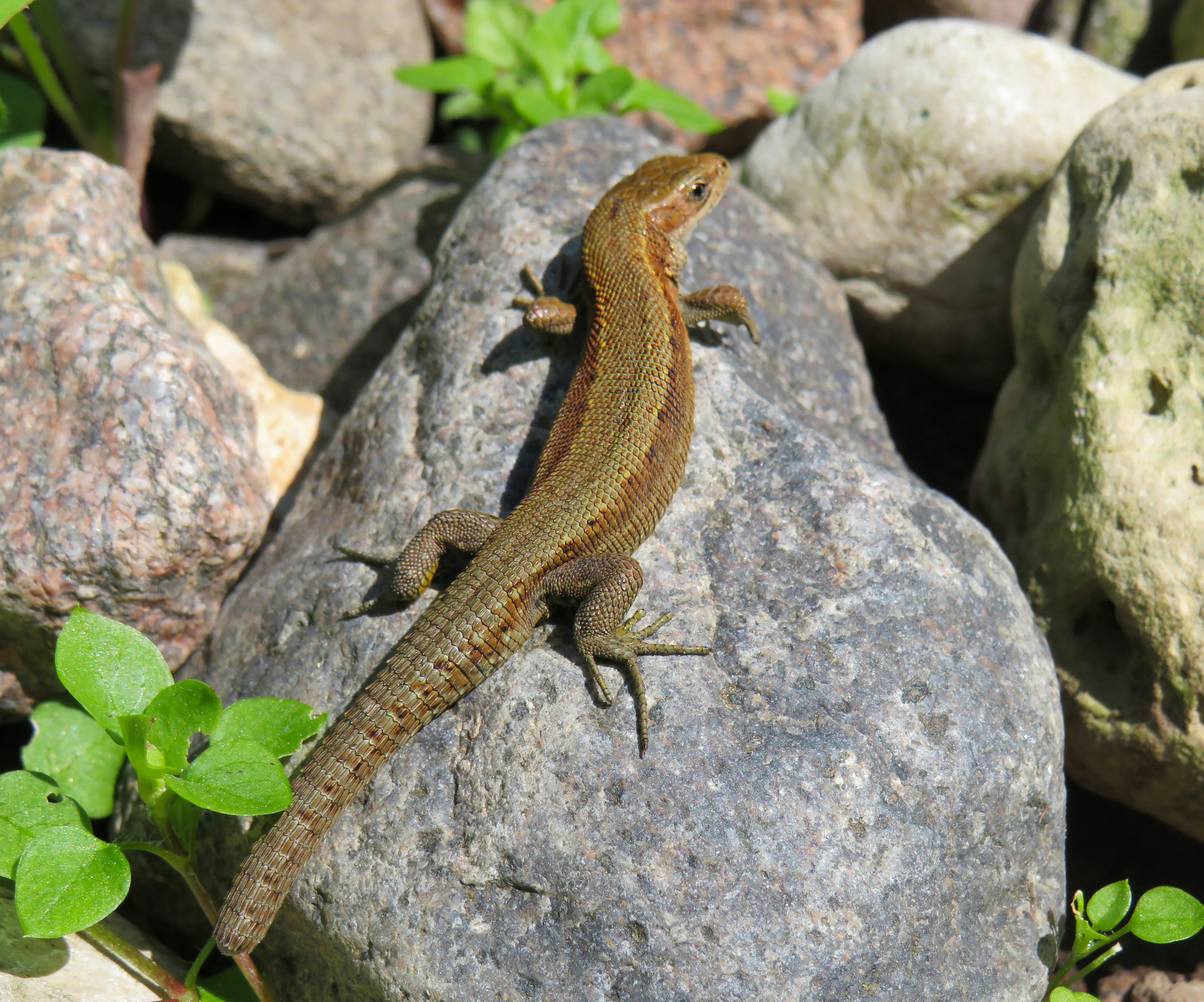 Brown and gray lizard on gray stone photo – Free Lizard Image on Unsplash