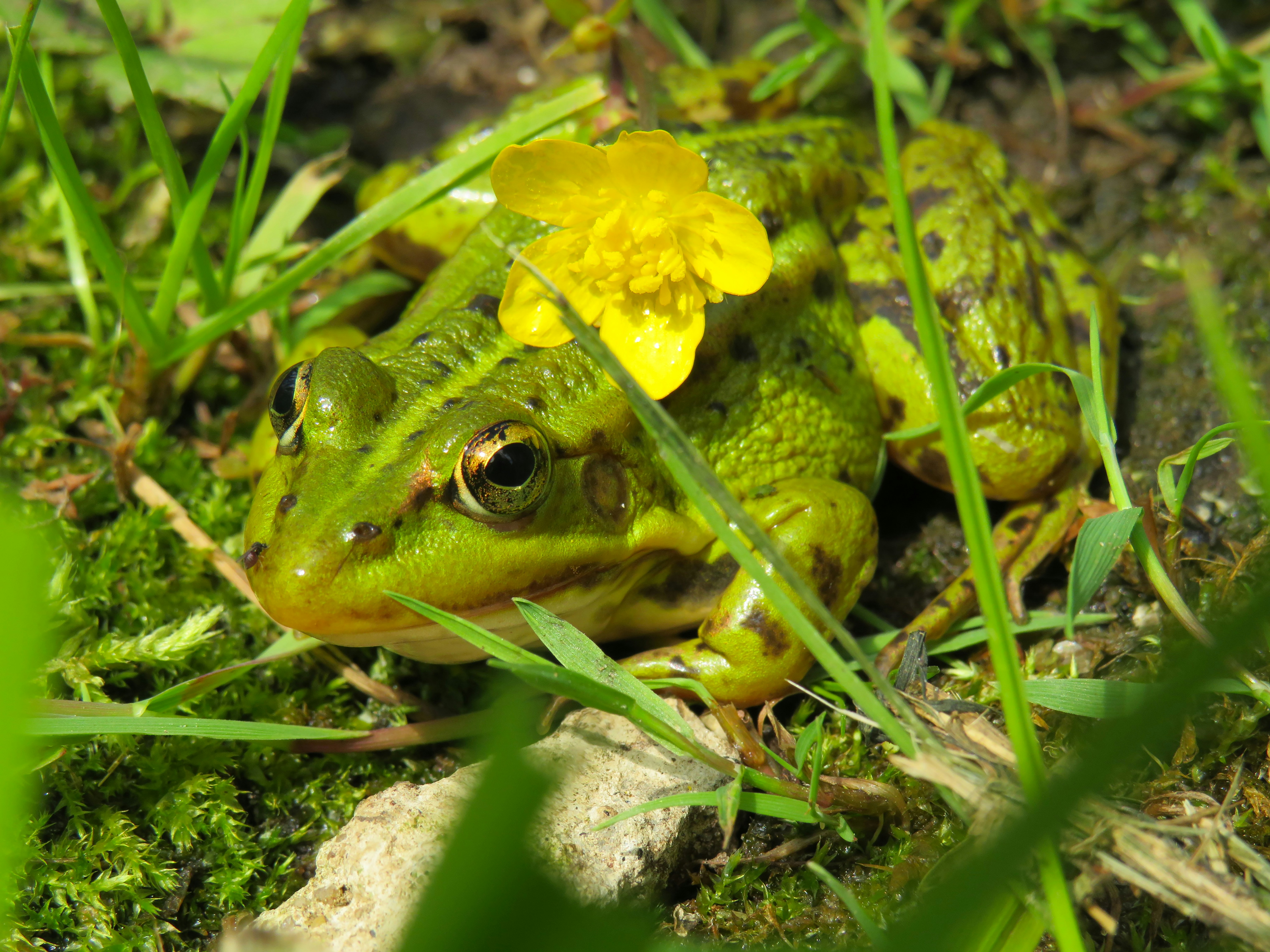 Close-up photograph of a green frog resting among grass, with a bright yellow flower perched on its head. The composition emphasizes the eye and the floral accent.