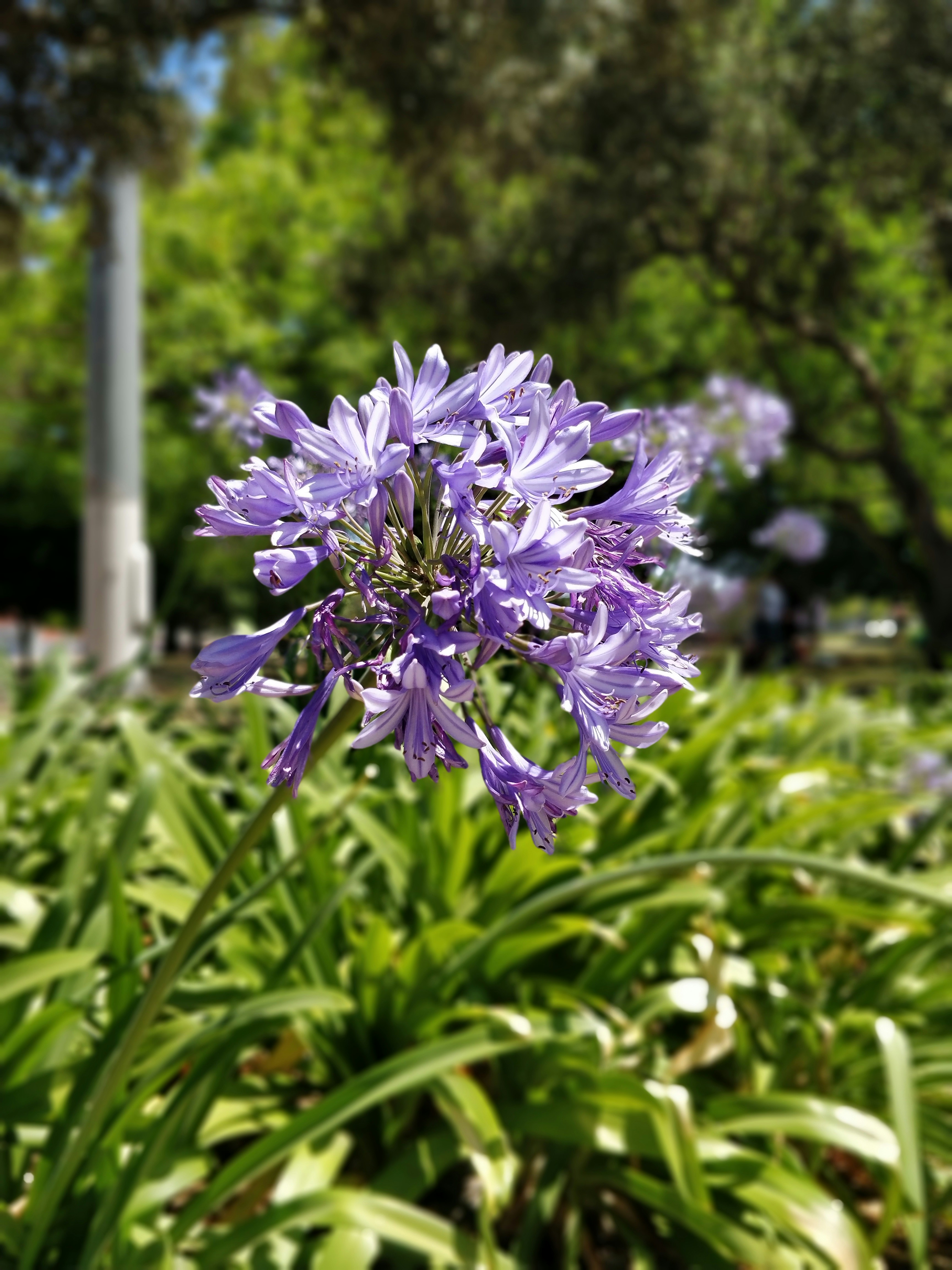 Violet Crown in Focus: A Close-Up Bloom in a Sunlit Garden