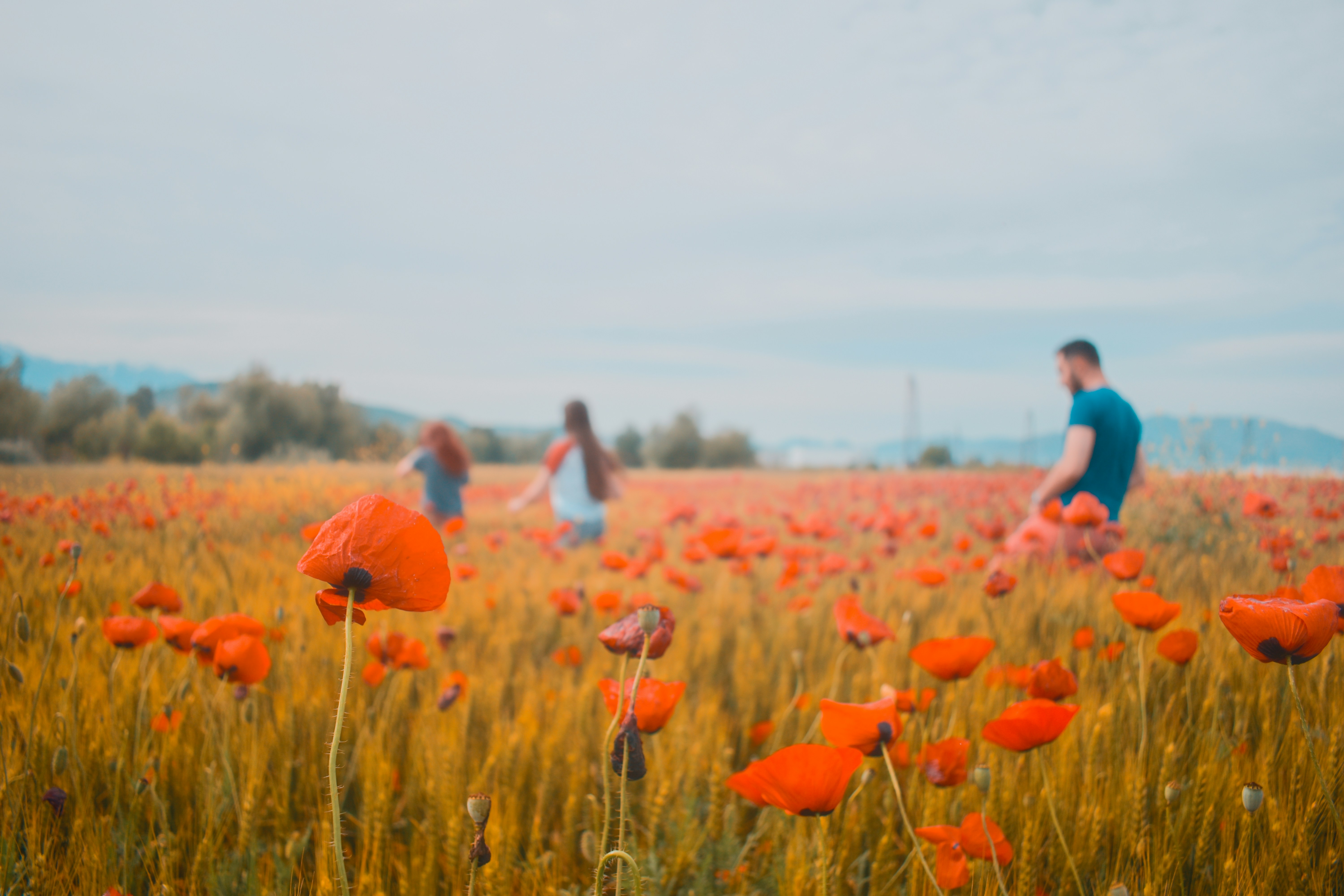 Vibrant red poppies in a sunlit field with three people walking in the background.